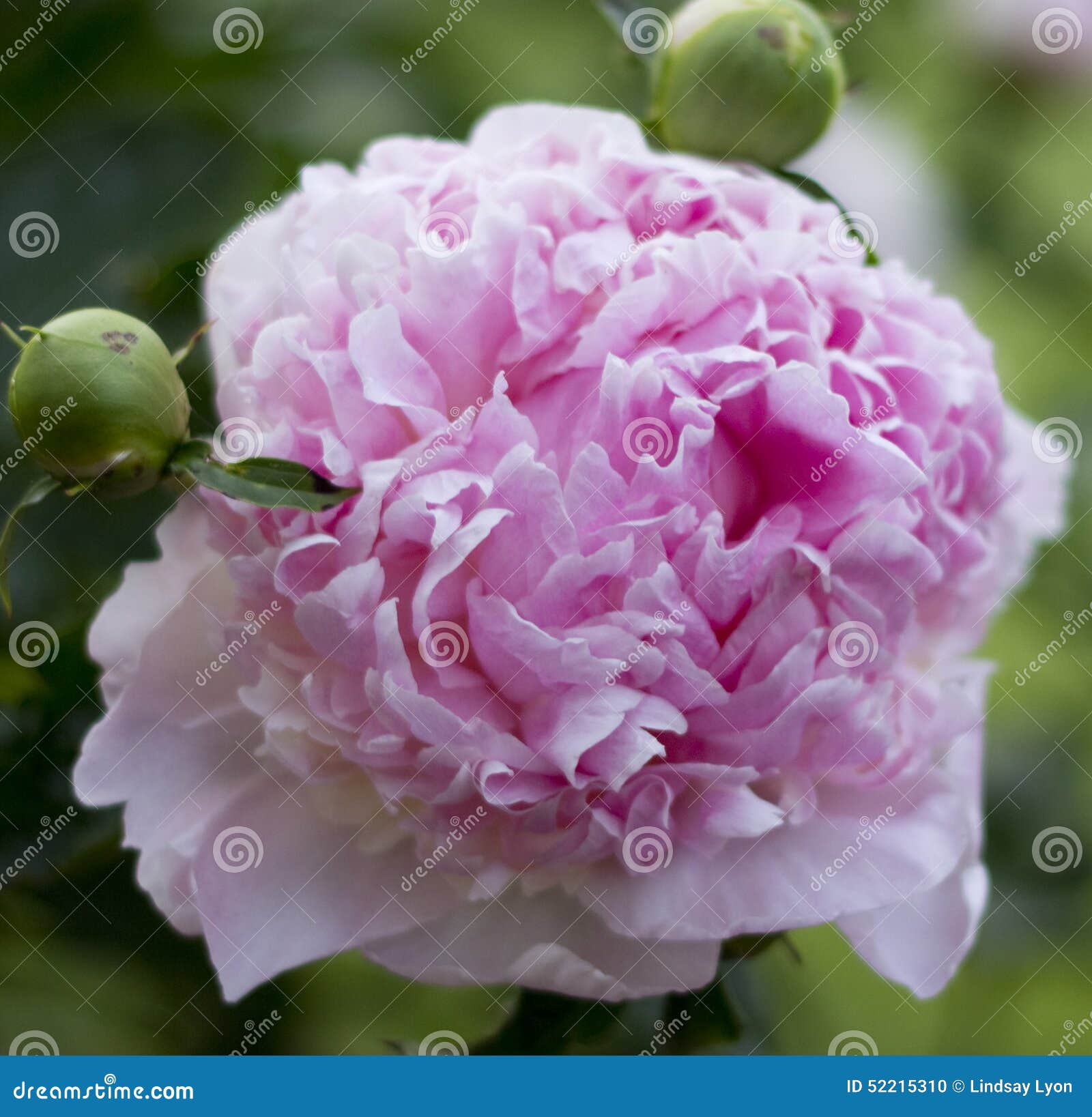 What Is A Pink Peony Flower at Austin George blog