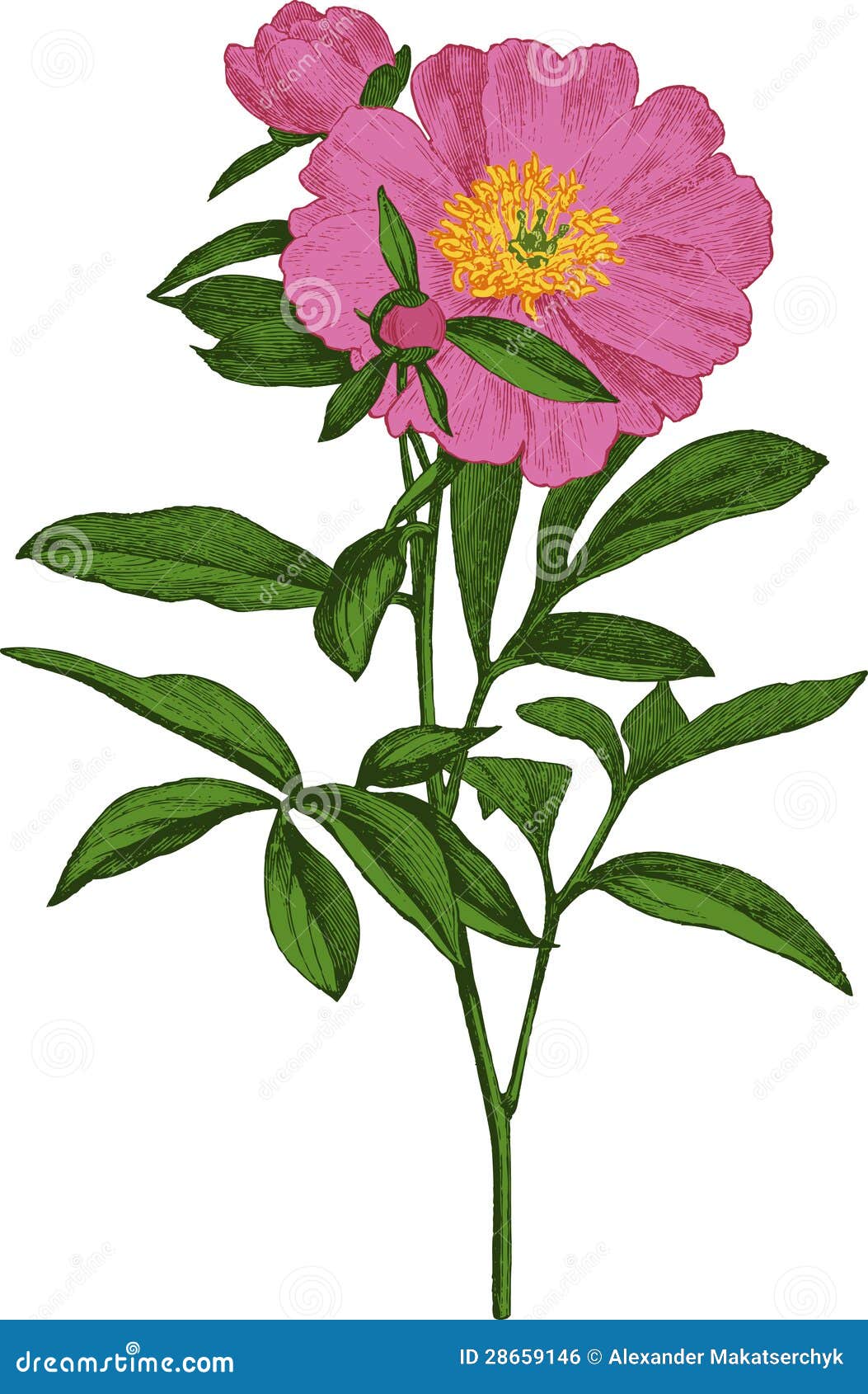 Pink peony flower. Vector stock vector. Illustration of freshness ...