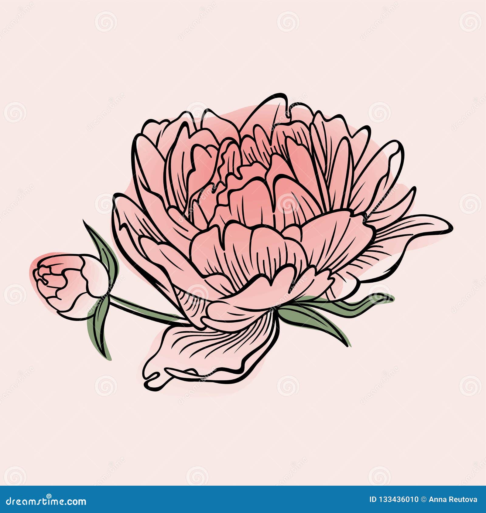 Pink Peony Flower Vector Image. Stock Vector - Illustration of vintage ...
