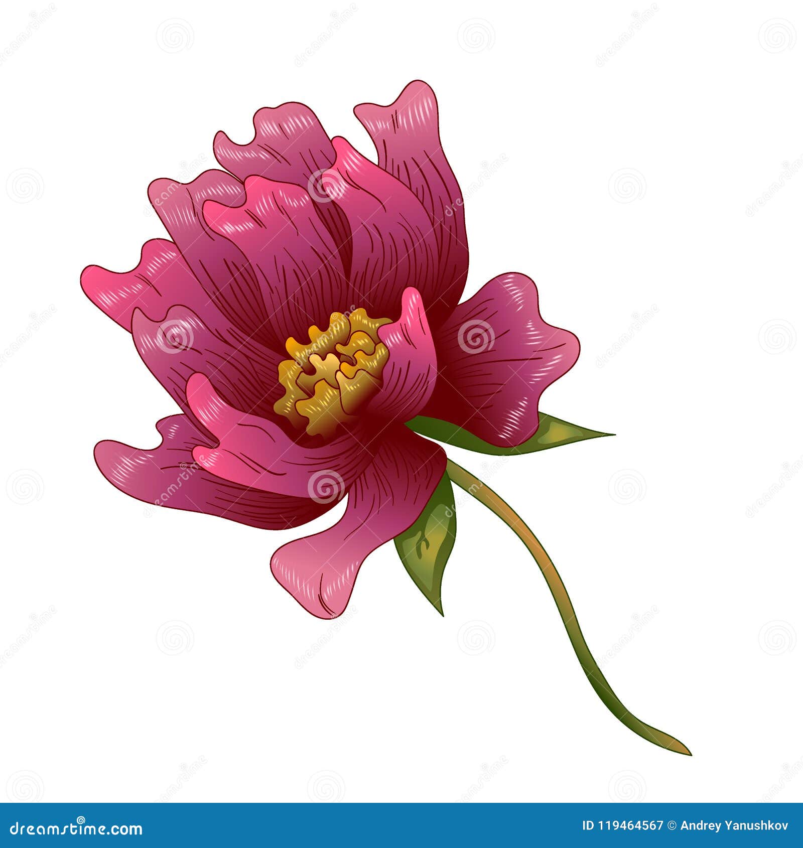 Pink Peony Flower in a Vector Style Isolated. Stock Vector ...