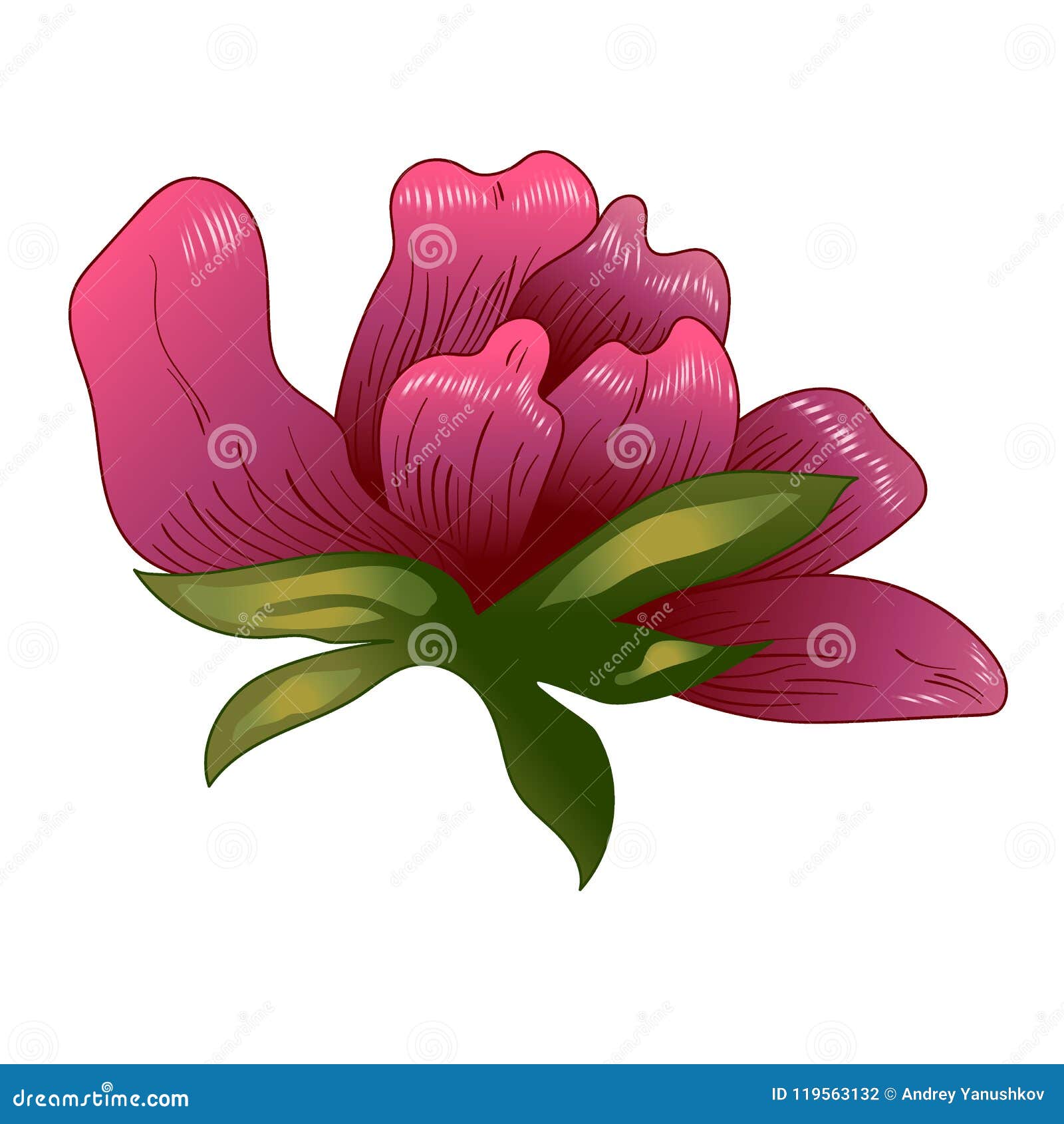 Pink Peony Flower in a Vector Style Isolated. Stock Vector ...