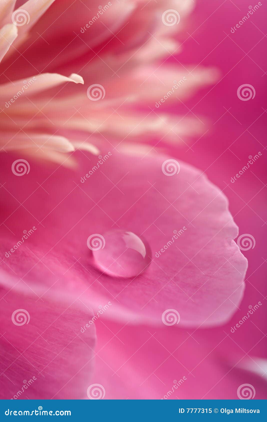 14,969 Pink Water Droplet Stock Photos - Free & Royalty-Free Stock ...
