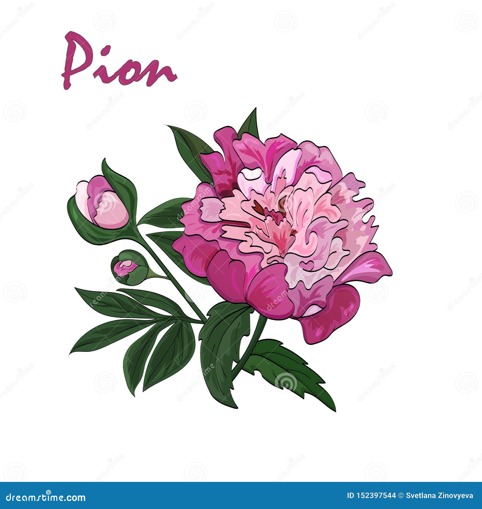 Pink Peony Flower on White Background. Vector. Stock Vector ...