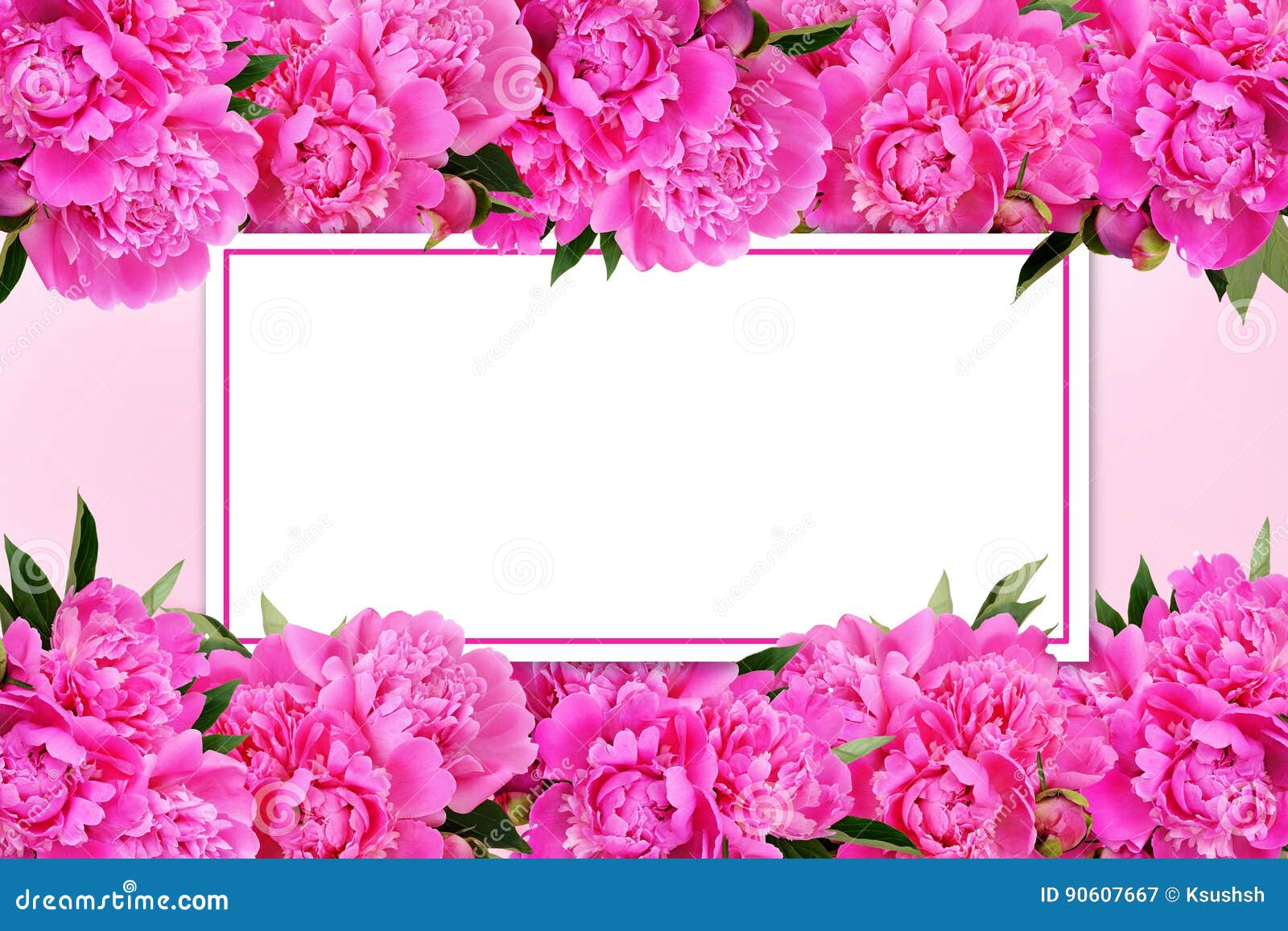 Pink Peony Flowers Borders and a Card Stock Image - Image of floral ...