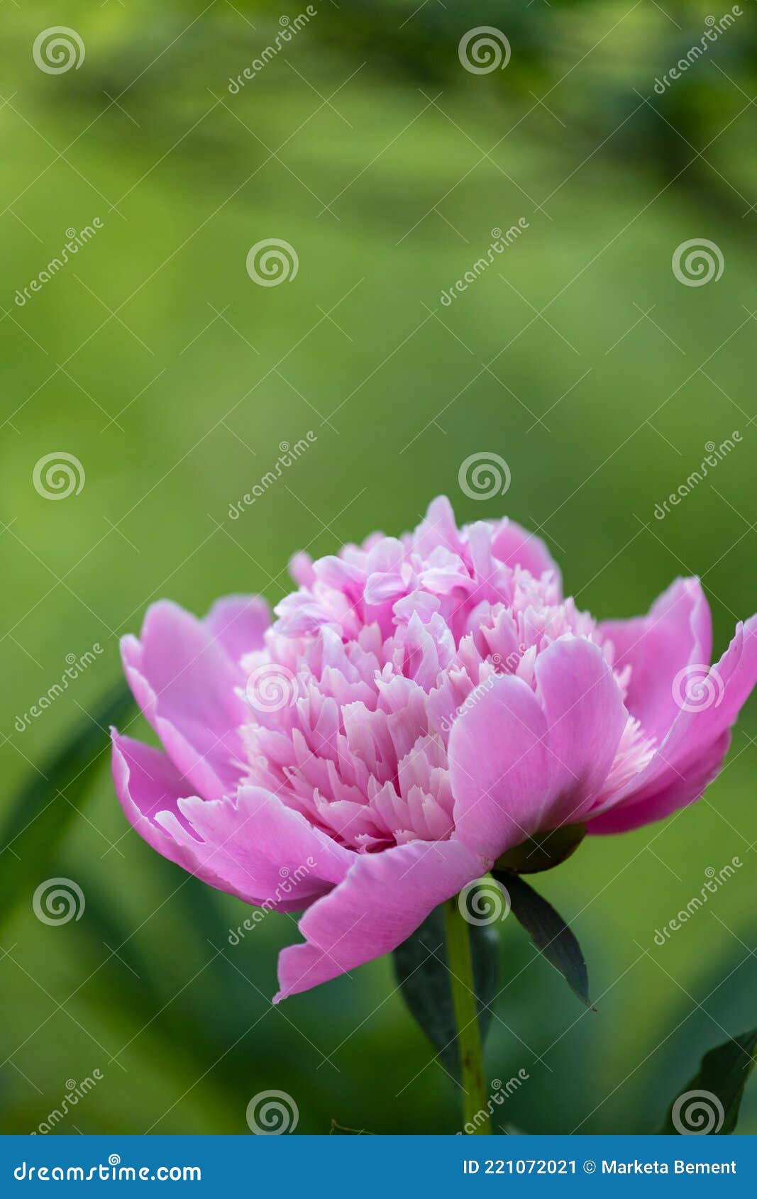 Pink peony in full bloom stock image. Image of flora - 221072021