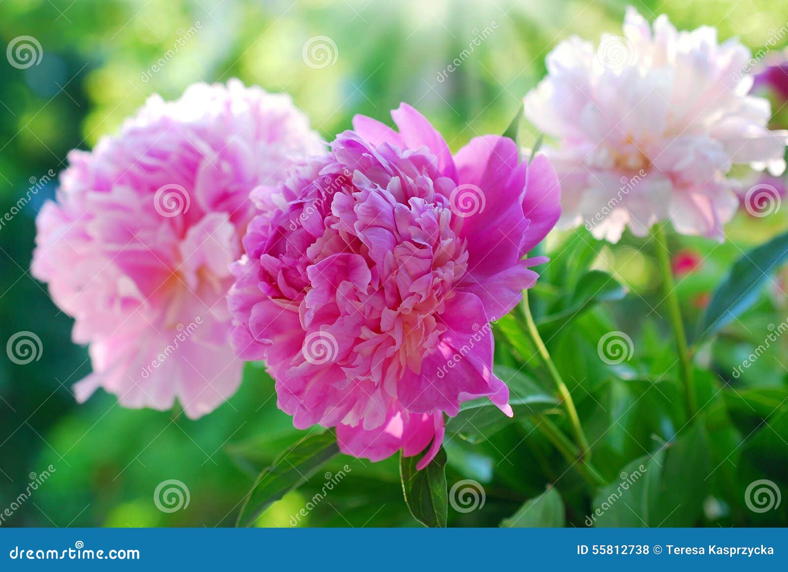 Pink peony in the garden stock photo. Image of petal - 55812738