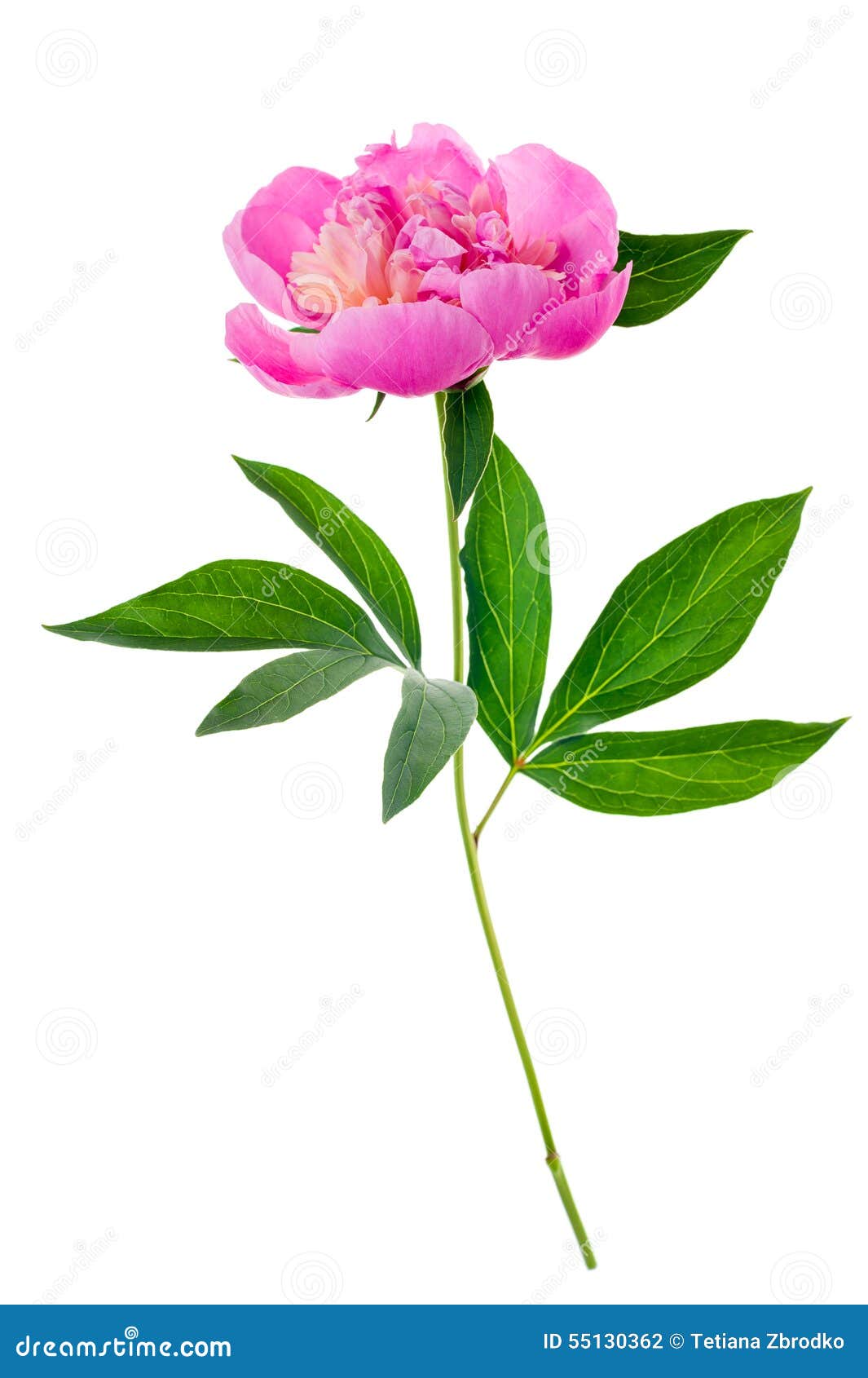 Pink peony isolated stock photo. Image of object, beauty - 55130362