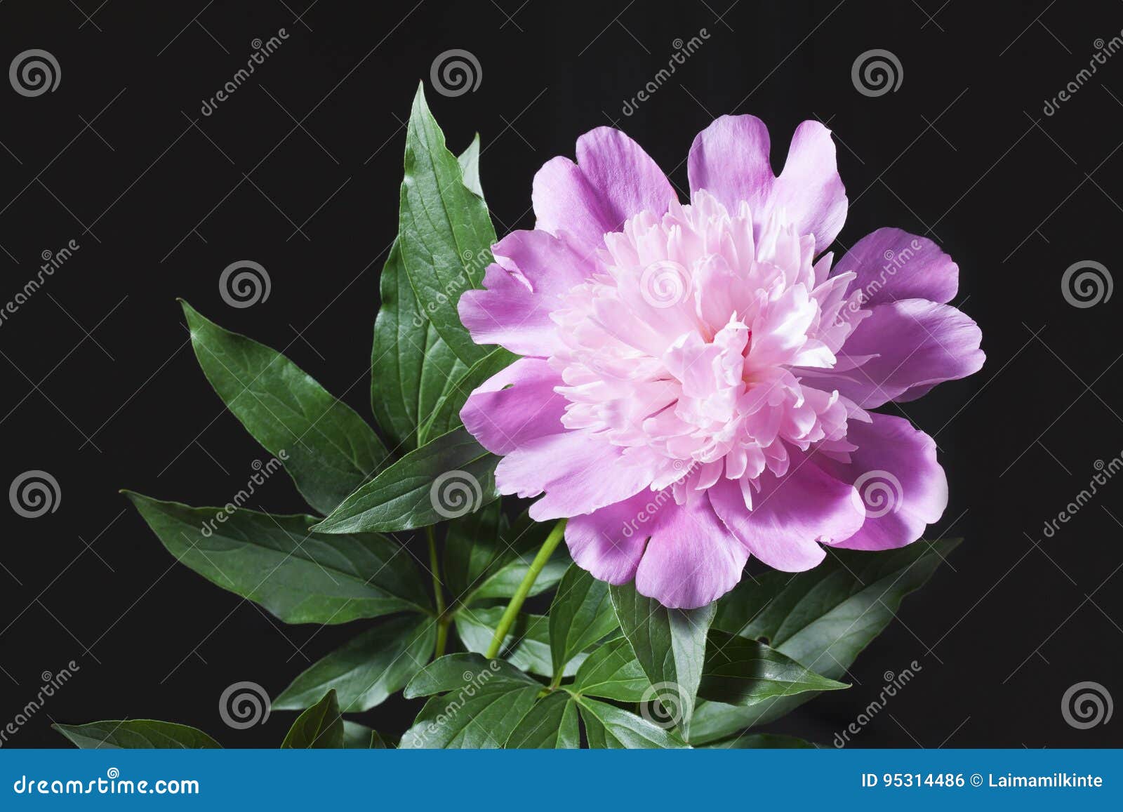 Wet Peony Leaves Studio Shot. Low Lightening, Water Drops, Stock Image ...