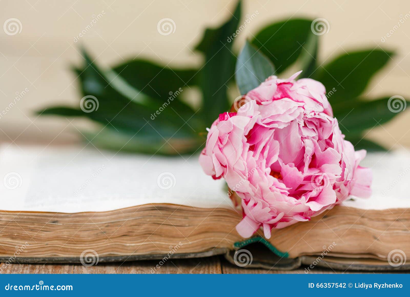 Pink Peony on an open book stock photo. Image of lush - 66357542