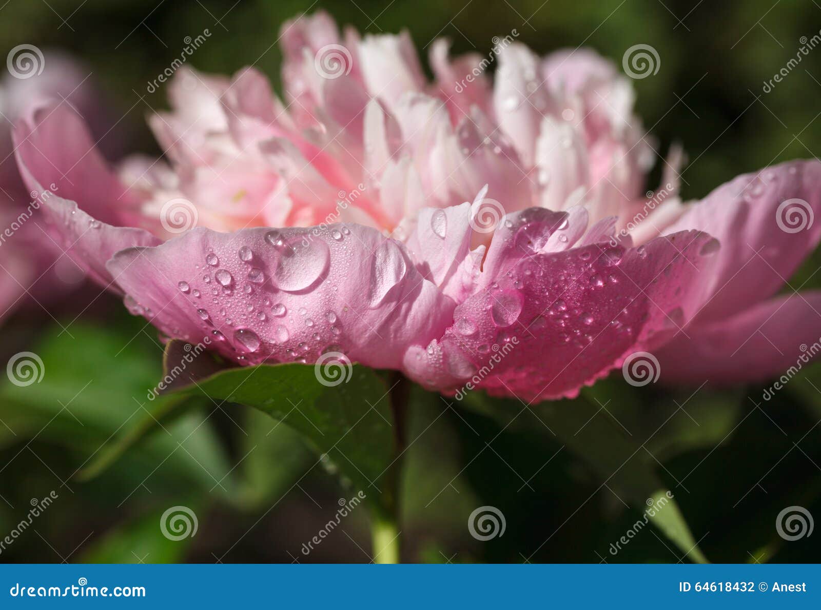 Pink peony after rain stock photo. Image of peony, beautiful - 64618432