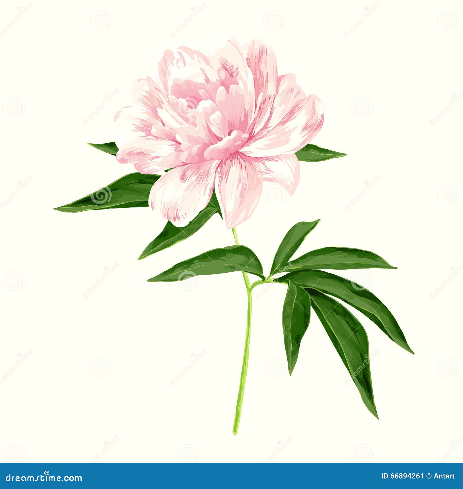 Pink Peony Flower Border Isolated On White Background. Vector ...