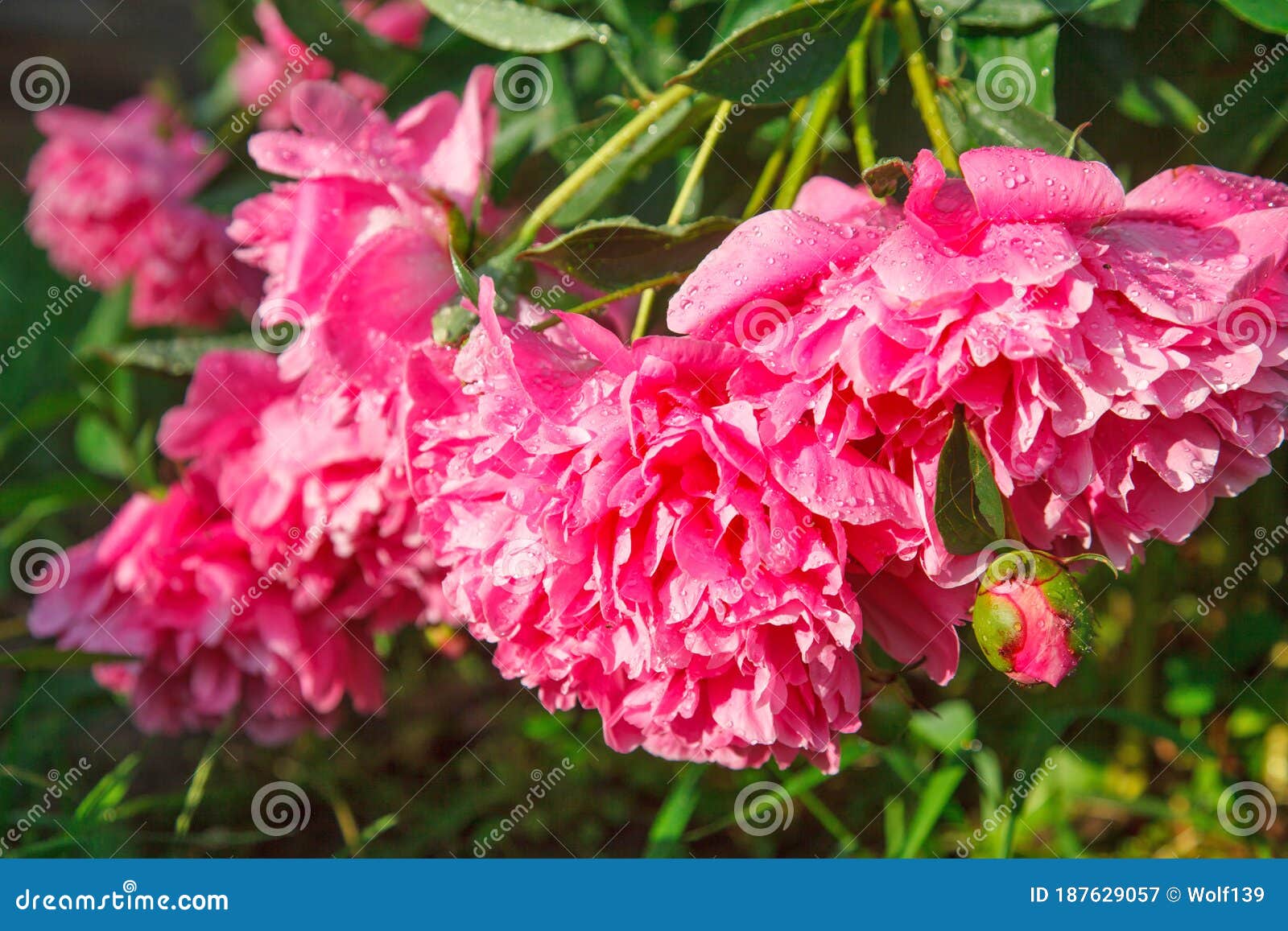 Pink Peony at Sunset after Rain Stock Image - Image of blossom, pink ...