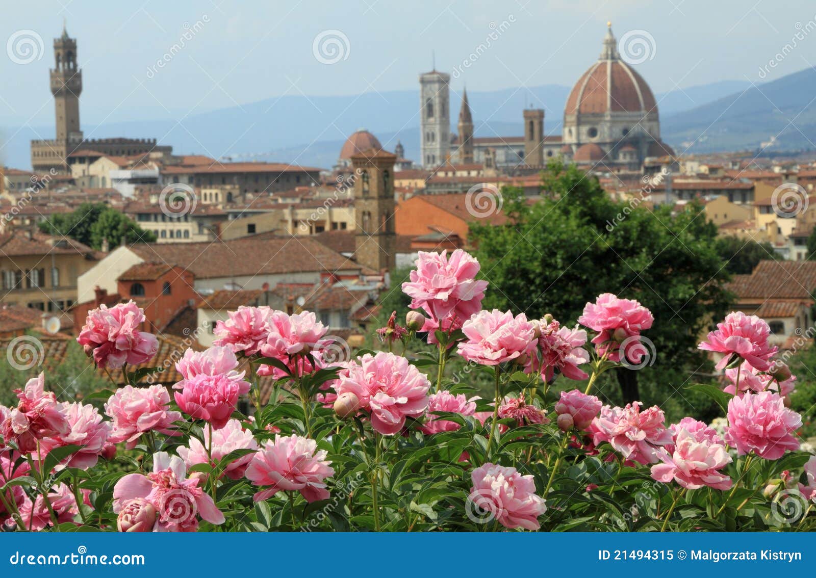 Pink Peony and View of Renaissance Town of Florenc Stock Image - Image ...