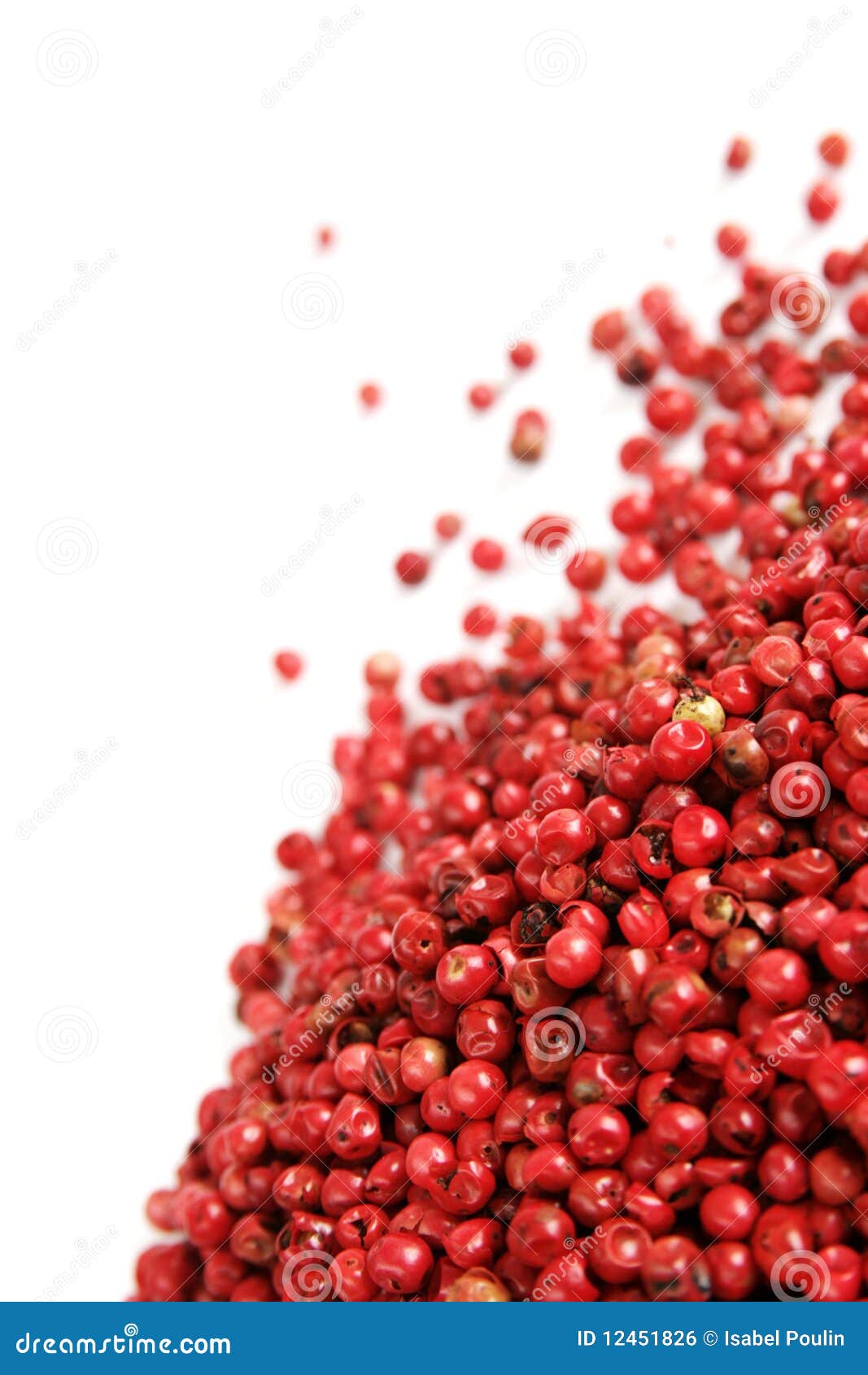 Pink Pepper, Schinus Terebinthifolius Stock Image | CartoonDealer.com ...