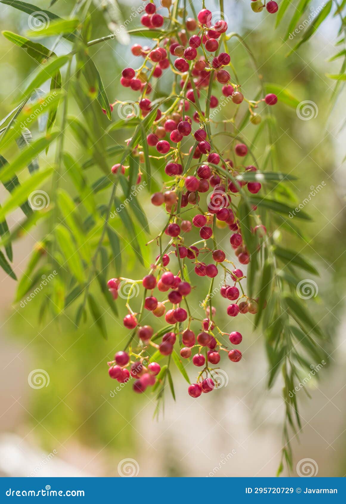 Seed Of Schinus Terebinthifolia Or Brazilian Peppertree, Aroeira Or ...