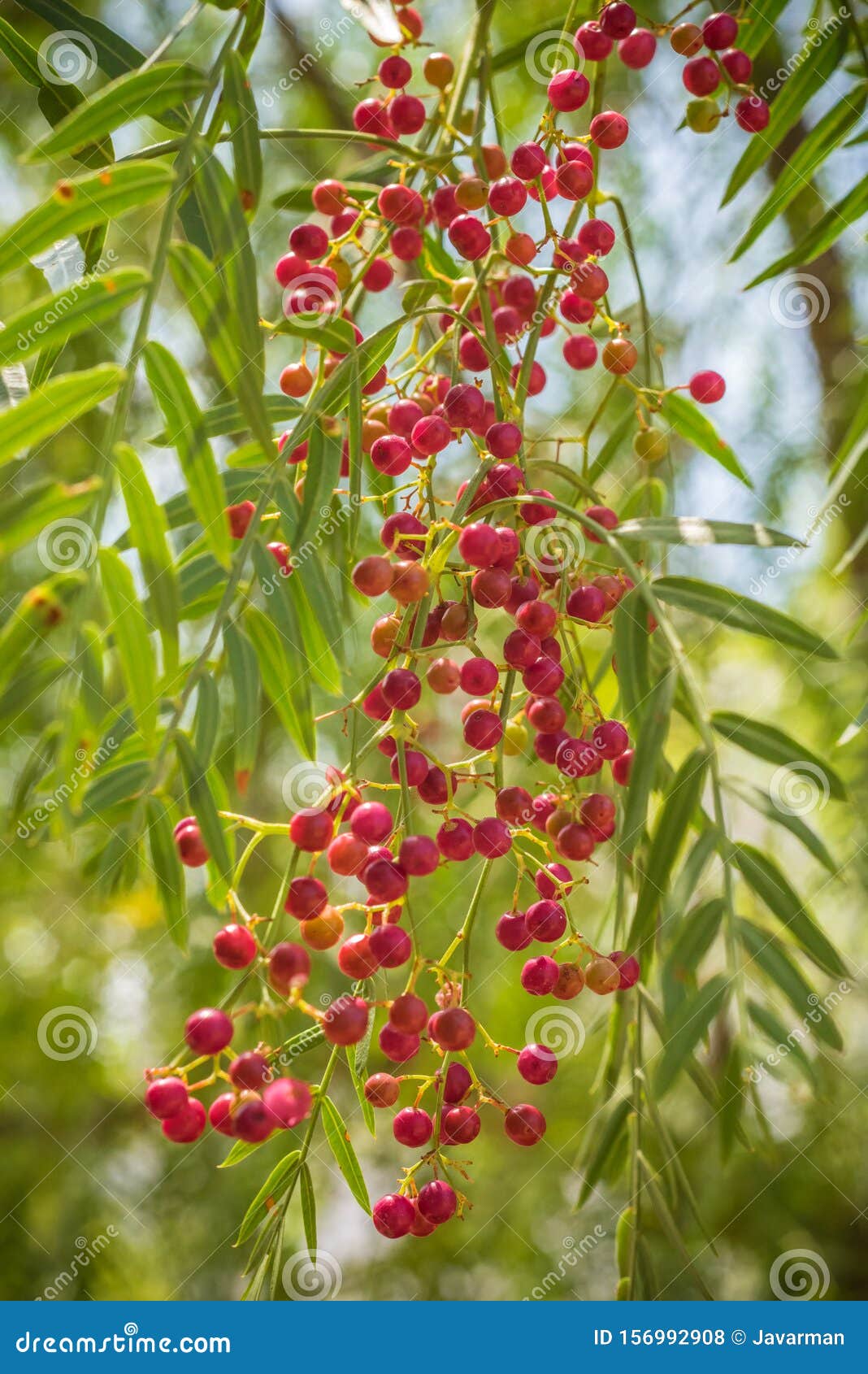Schinus Molle. California Pepper Tree. Peruvian Pepper Tree Texture And ...