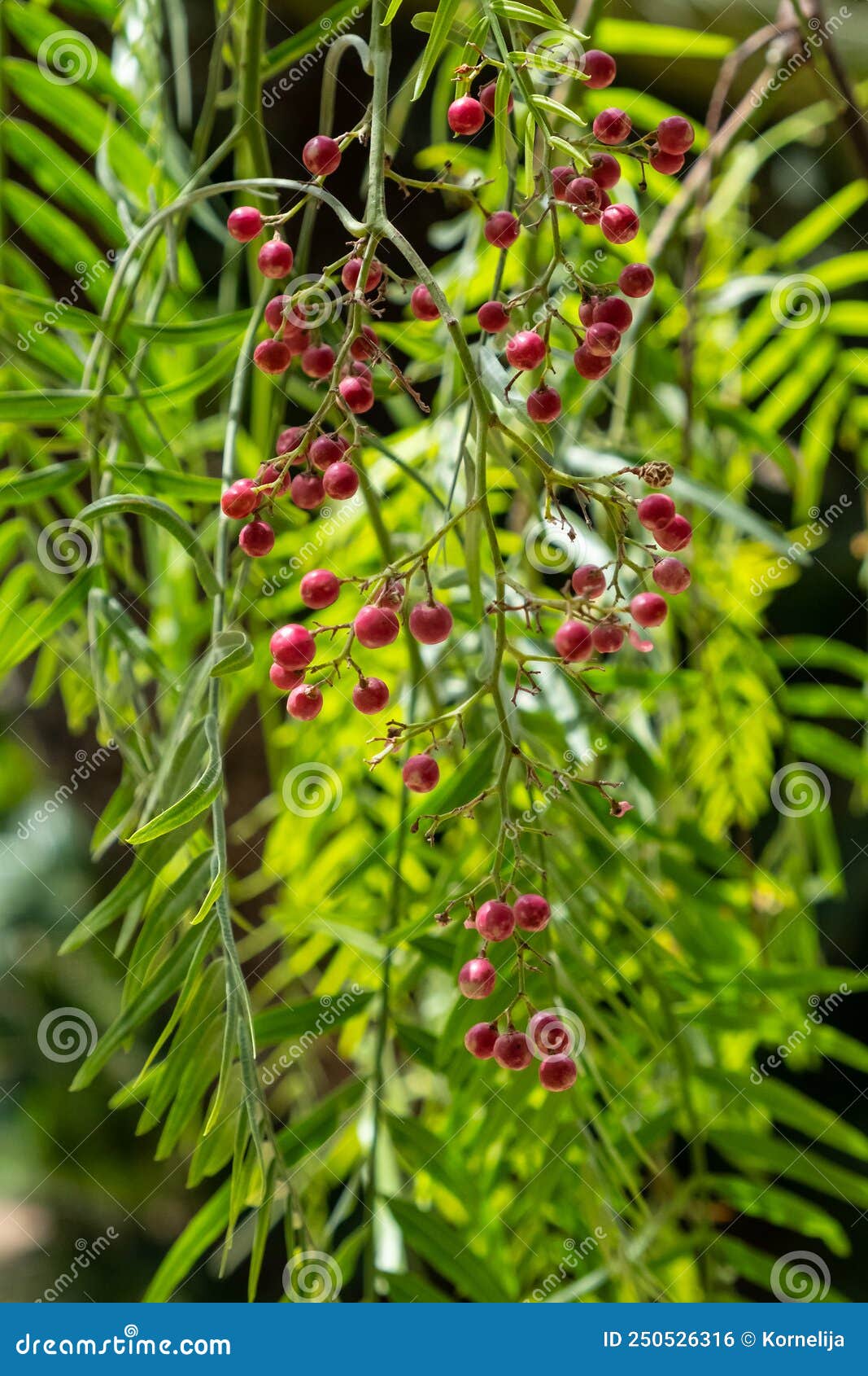 A Pink Pepper Tree with Peppercorns Schinus Molle. Peruvian Pepper Tree ...