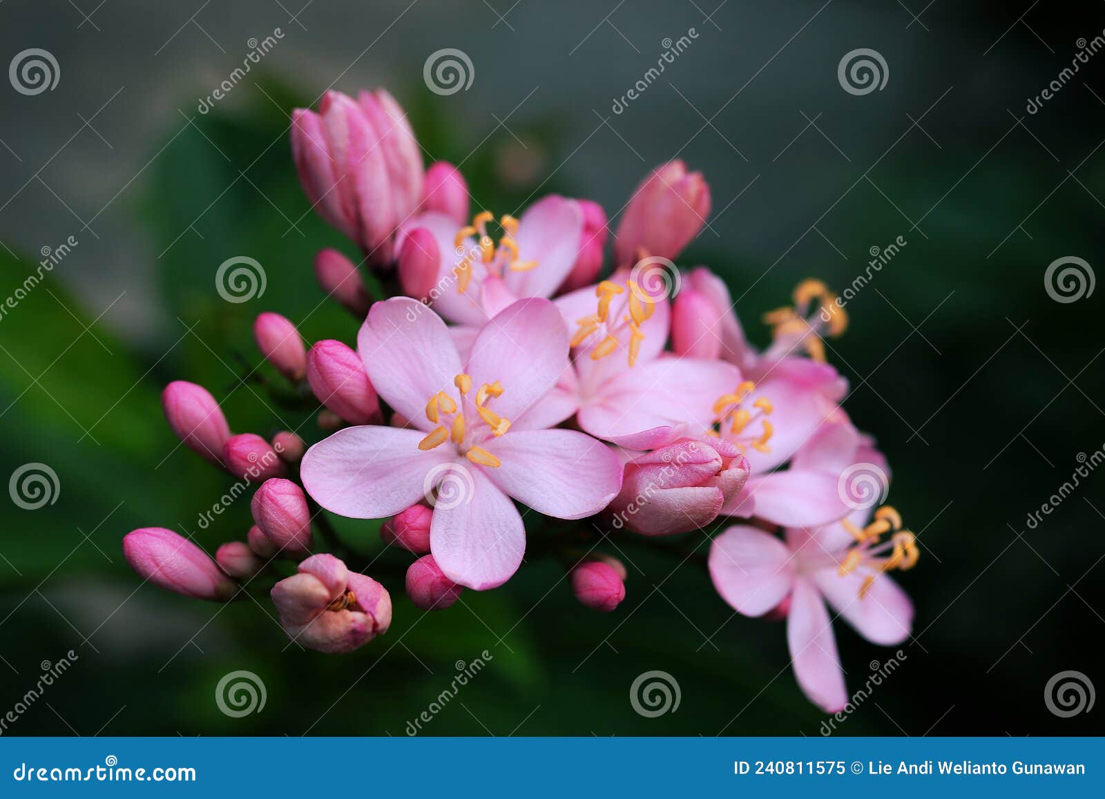 Pink Peregrina Flower with Bokeh Background Stock Image - Image of leaf ...