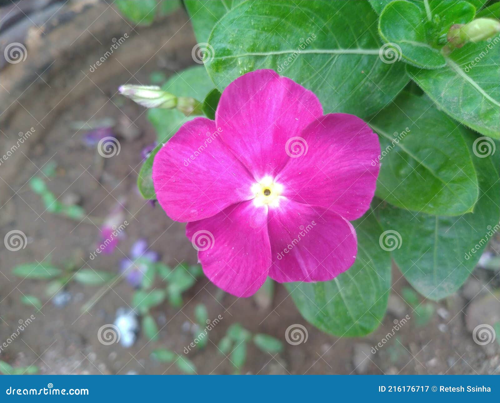 Pink Periwinkle Flower stock image. Image of nature - 216176717