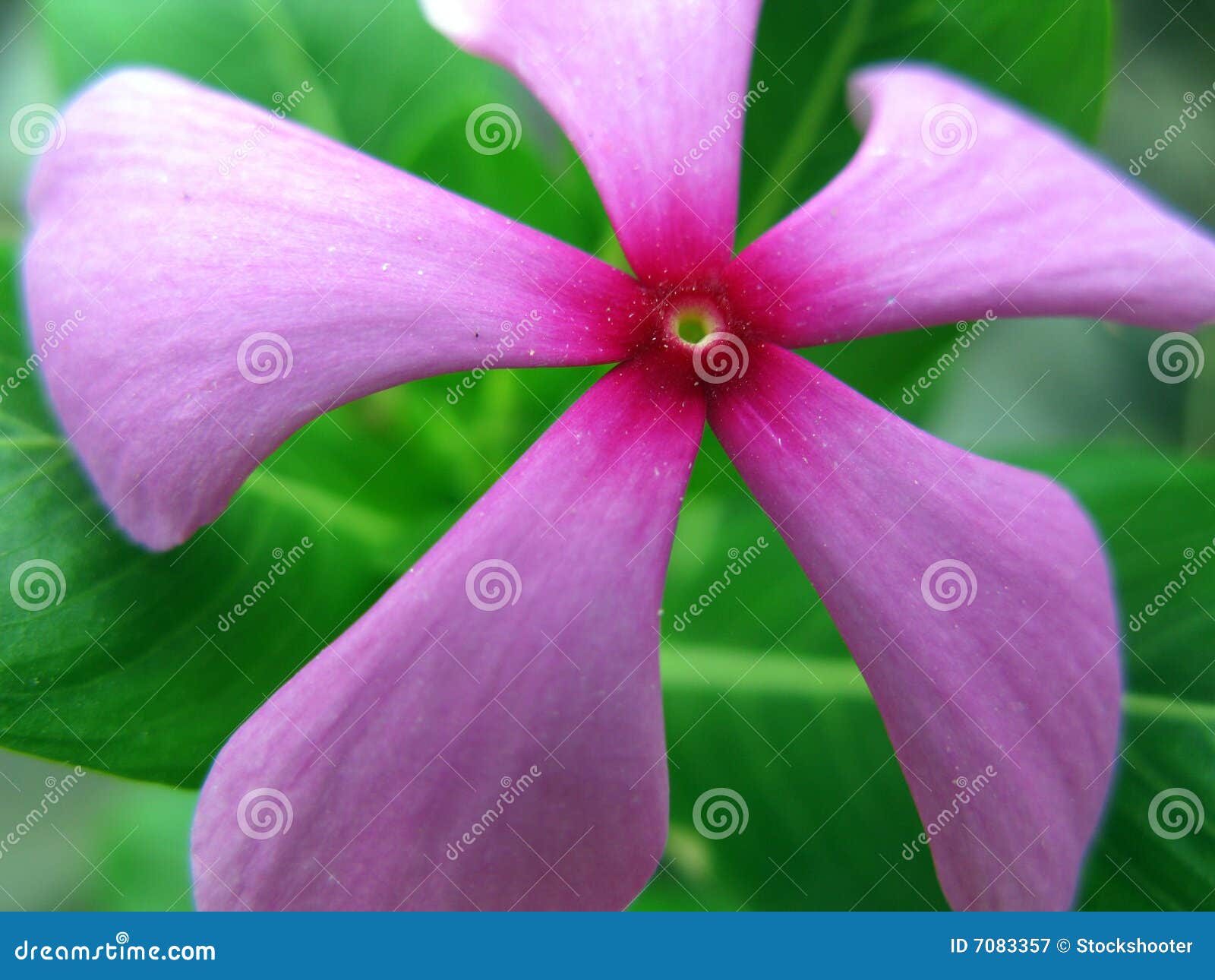Pink Periwinkle Flower stock image. Image of flowering - 7083357