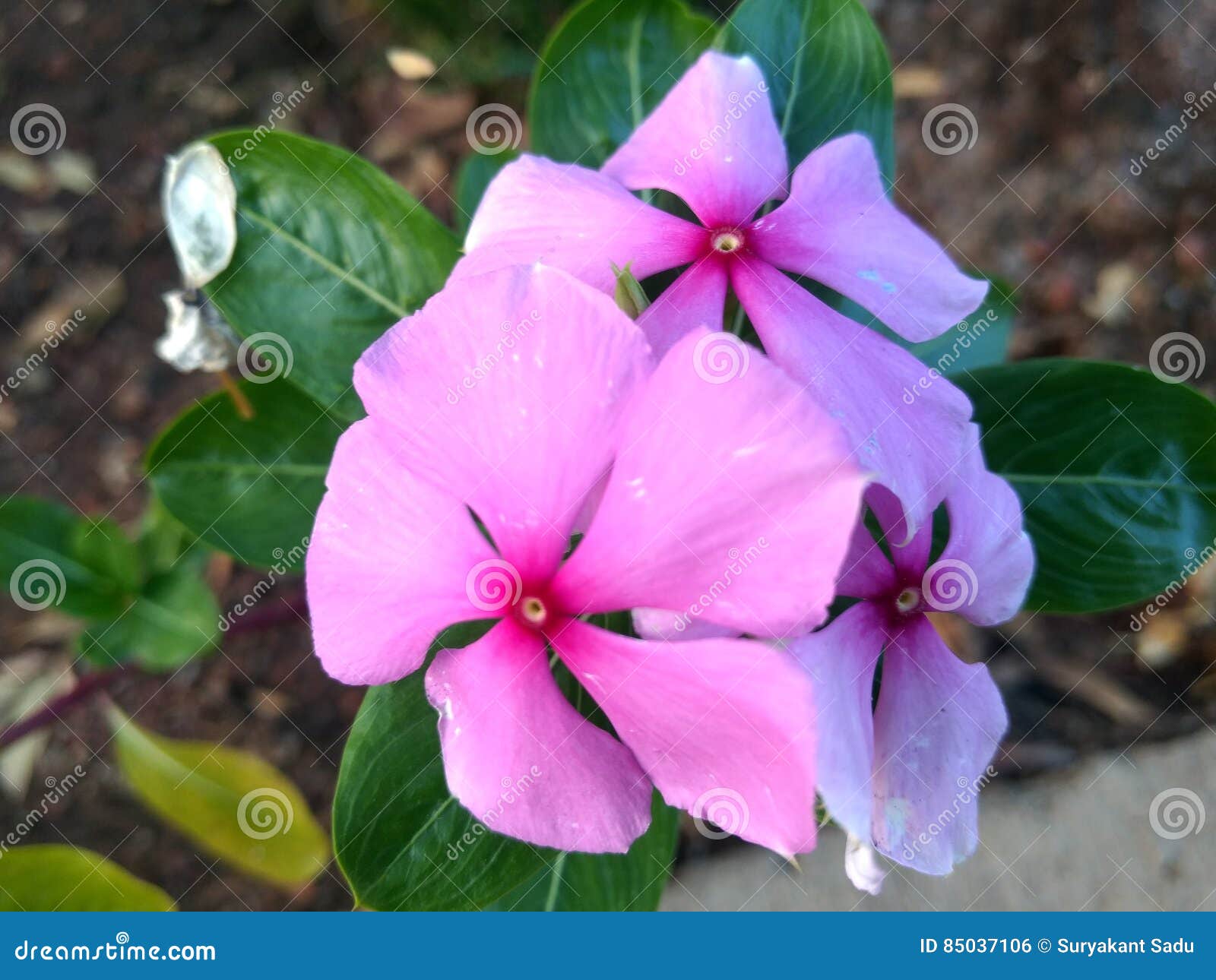 Pink periwinkle stock photo. Image of pink, five, flower - 85037106