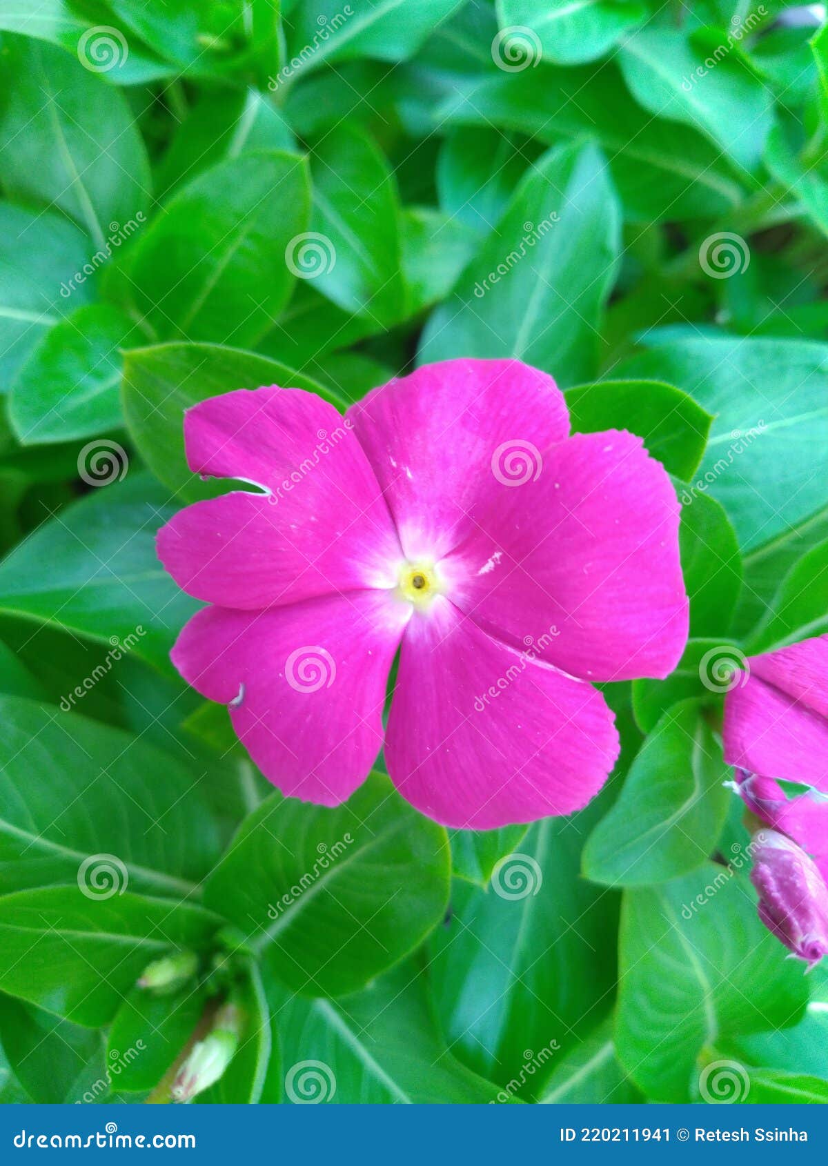 Pink Periwinkle Flower Closeup Stock Image - Image of wildflower ...