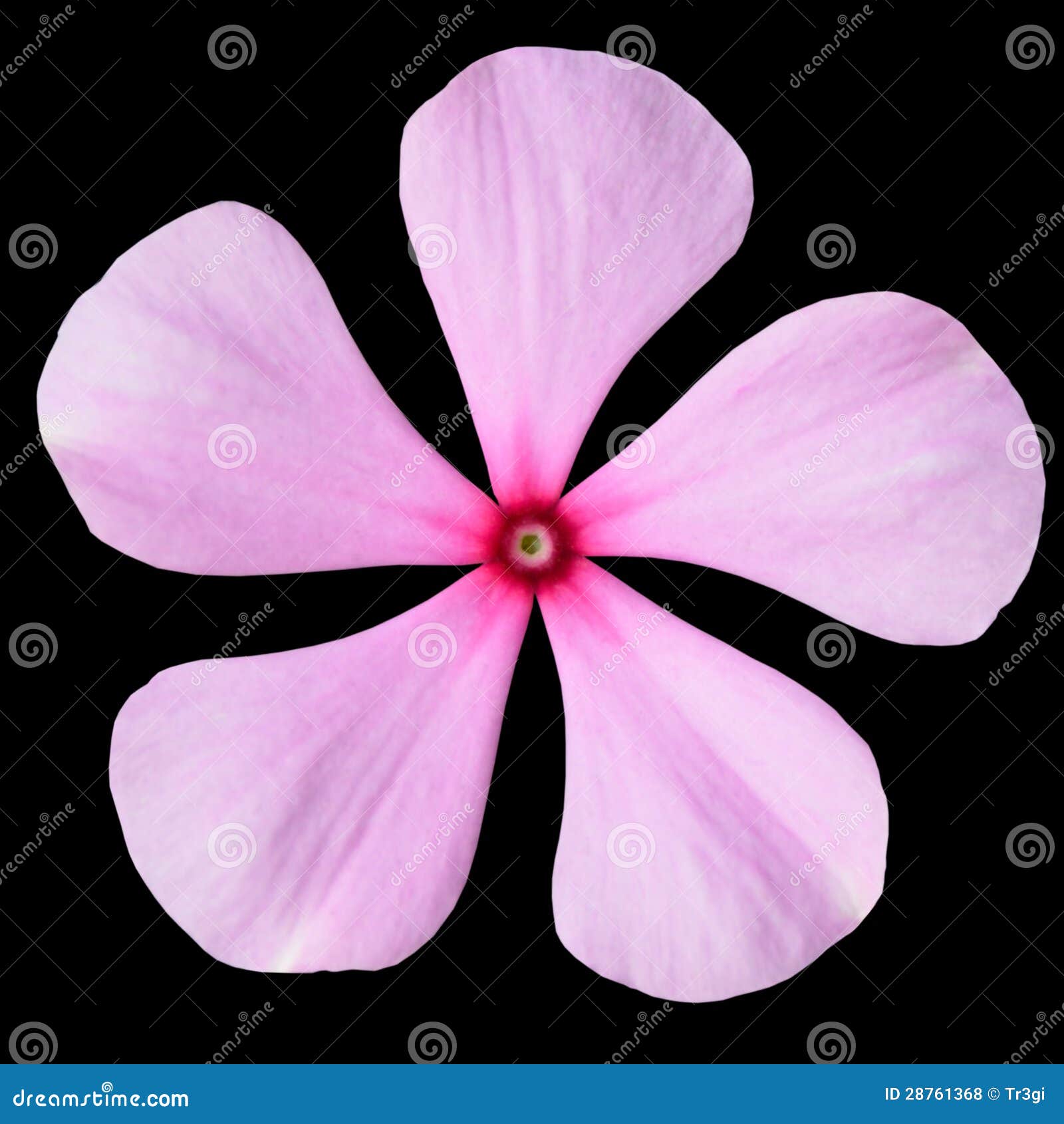 Pink Periwinkle Flower with Red Center Isolated Stock Photo - Image of ...