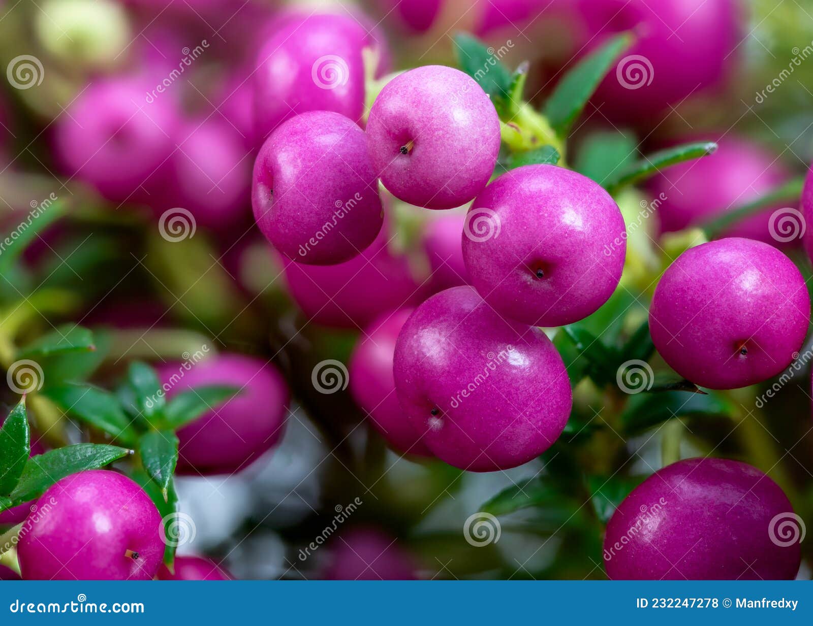 Pernettya Mucronata. Closeup Of Pink Berries. Stock Image ...