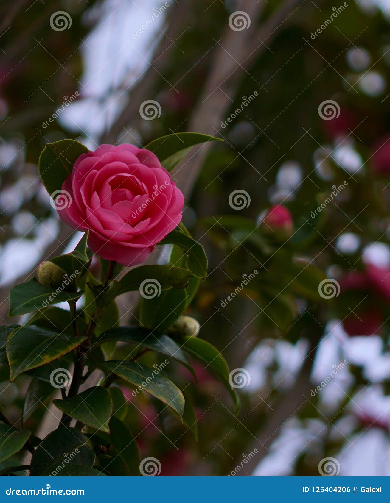 Pink Persian Buttercup Flower Stock Photo - Image of birthday ...