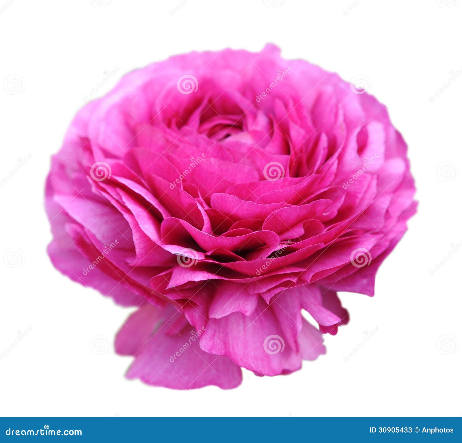 Pink Persian Buttercup Flower on White Stock Image - Image of pure ...
