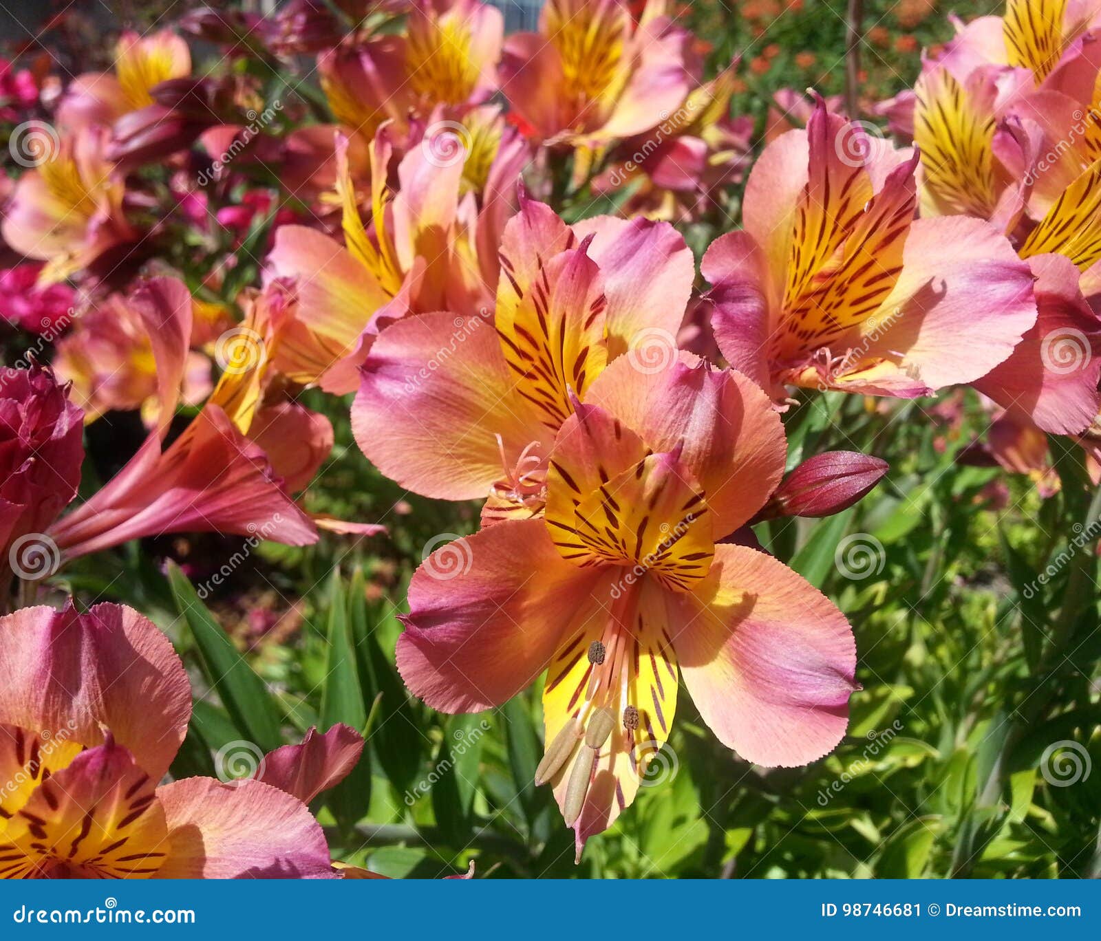 Pink Peruvian Lilies stock image. Image of pacificnorthwest - 98746681