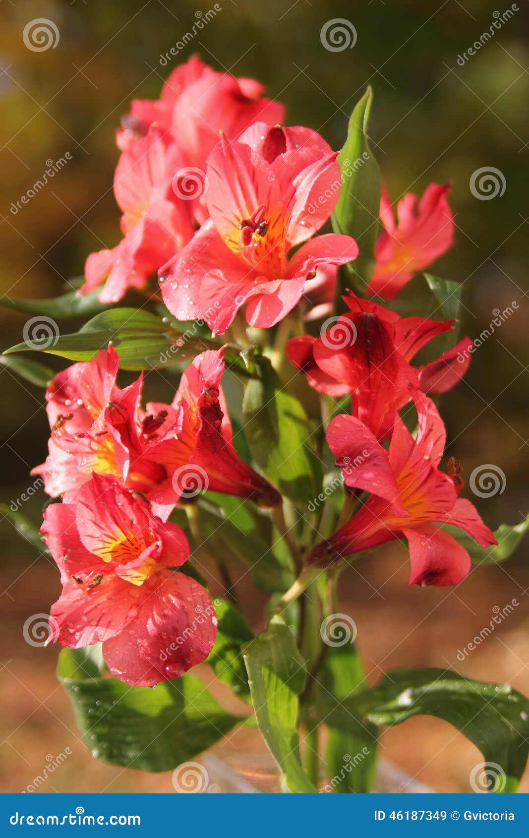 Pink Peruvian Lilies stock image. Image of pink, peruvian - 46187349