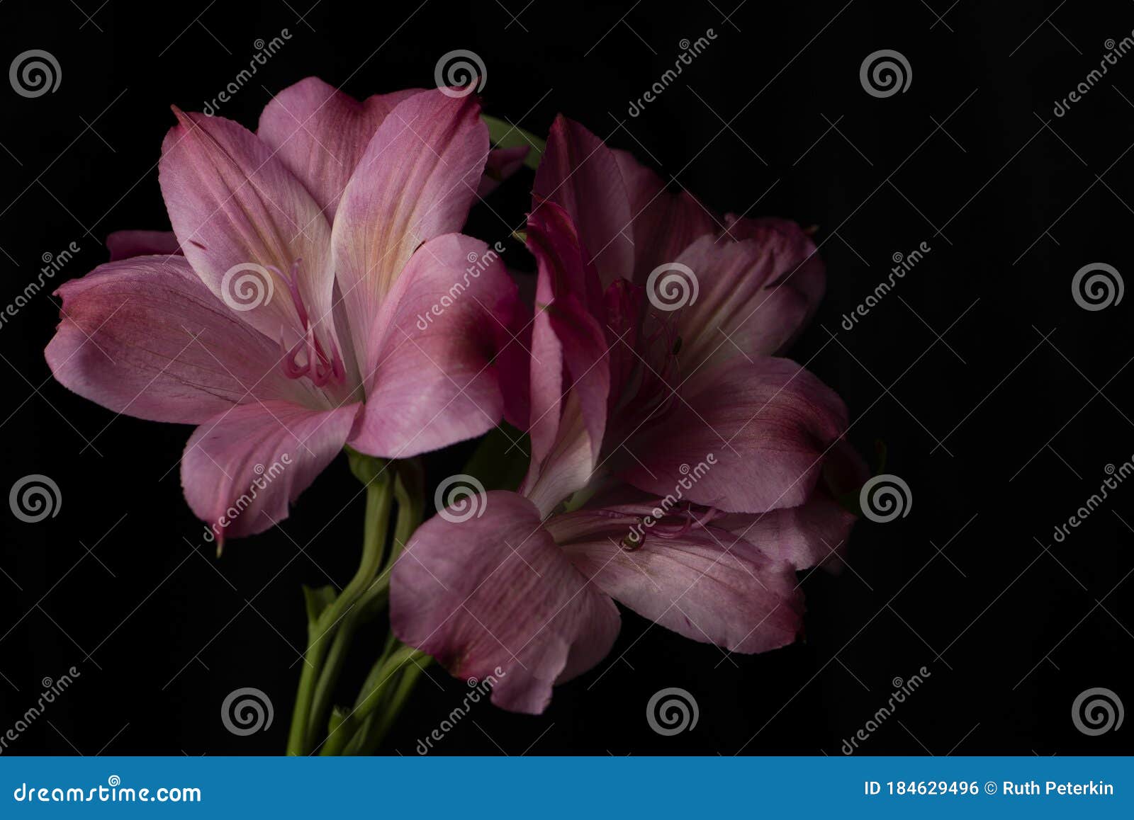 Pink Peruvian Lily Flower stock photo. Image of leaf - 184629496