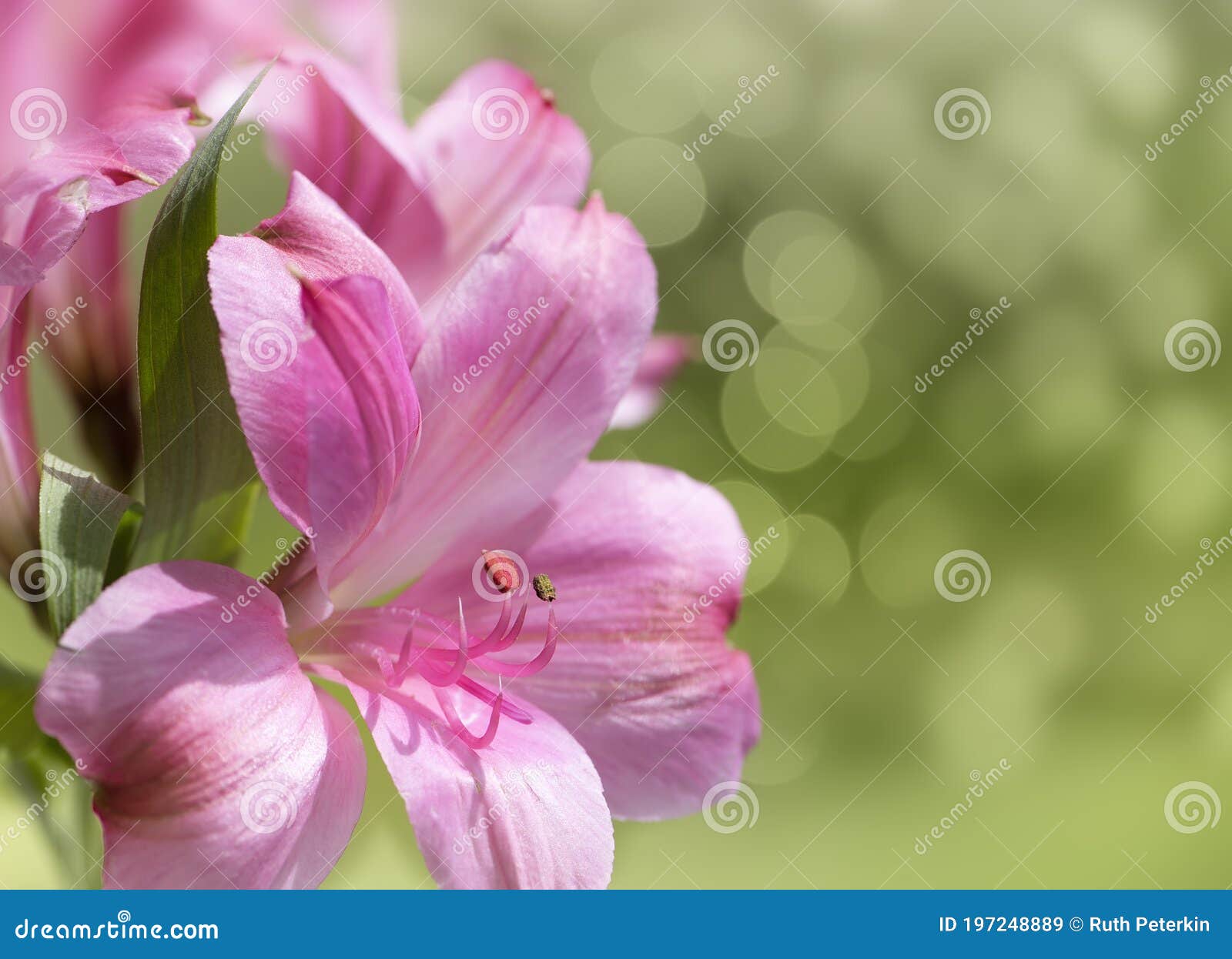Pink Peruvian Lily, Or Lily Of The Incas, Flower Stock Image ...