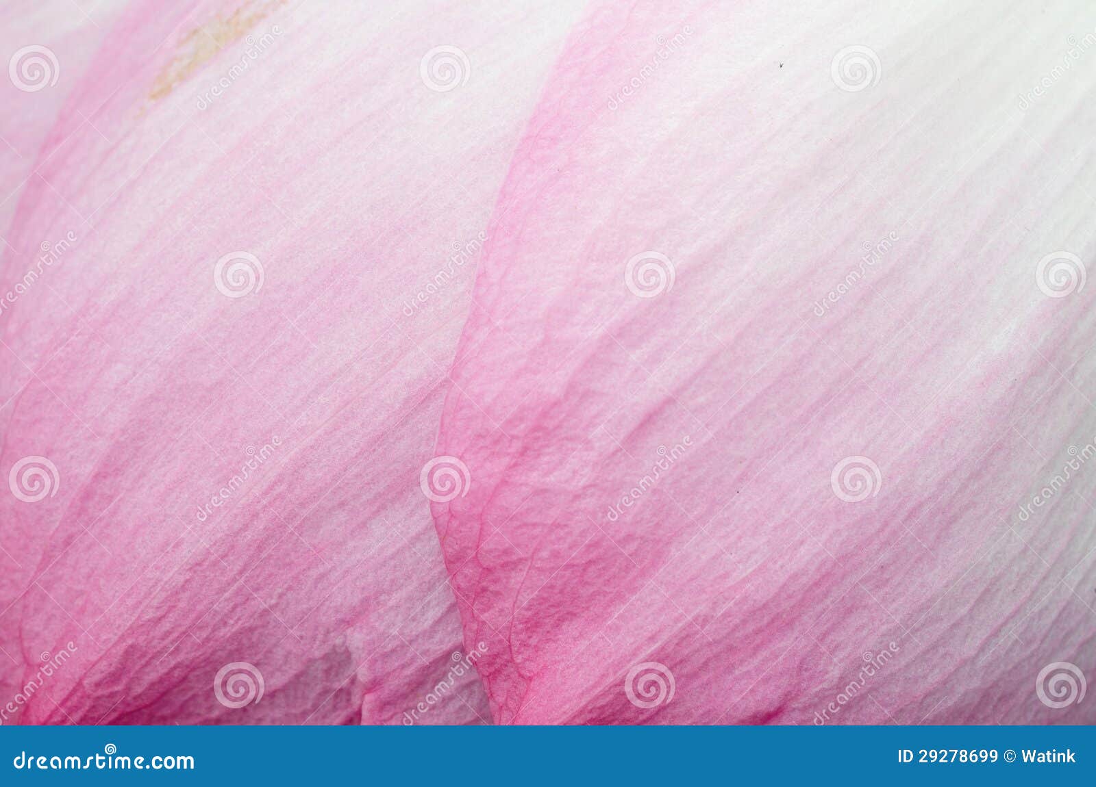 Pink petal close up stock image. Image of foreground - 29278699