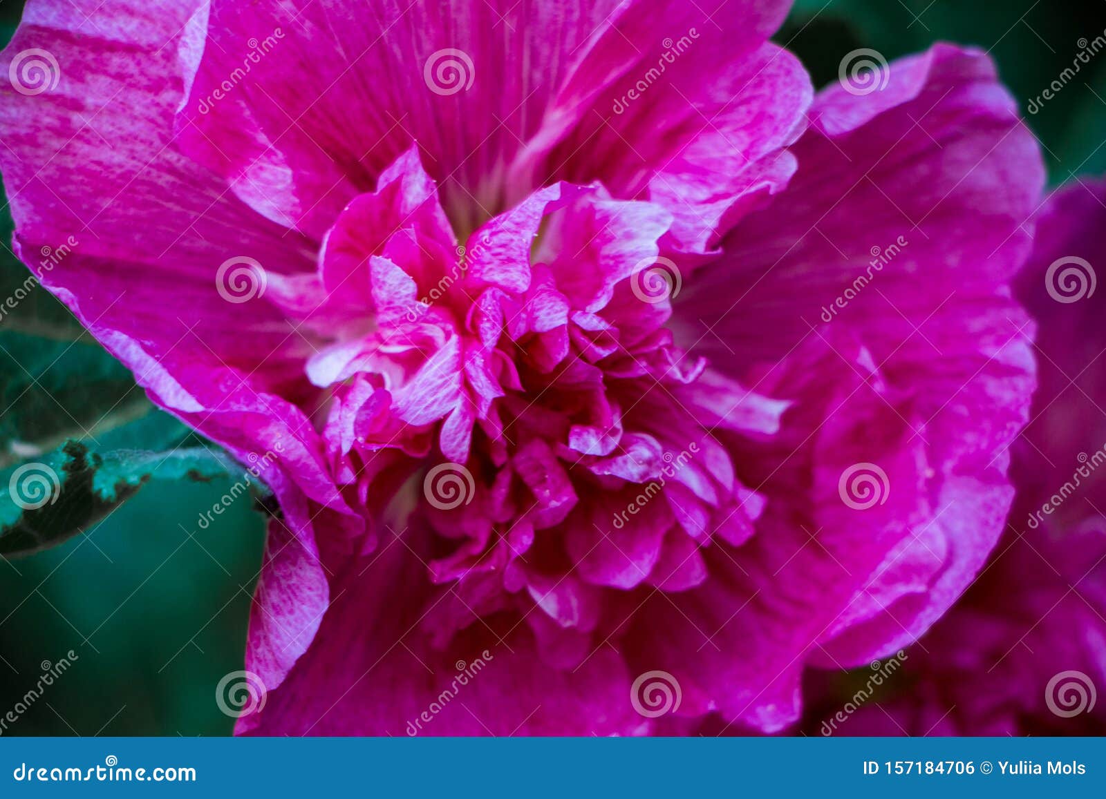 Malva flower. stock photo. Image of leaf, duck, aquatic - 157184706