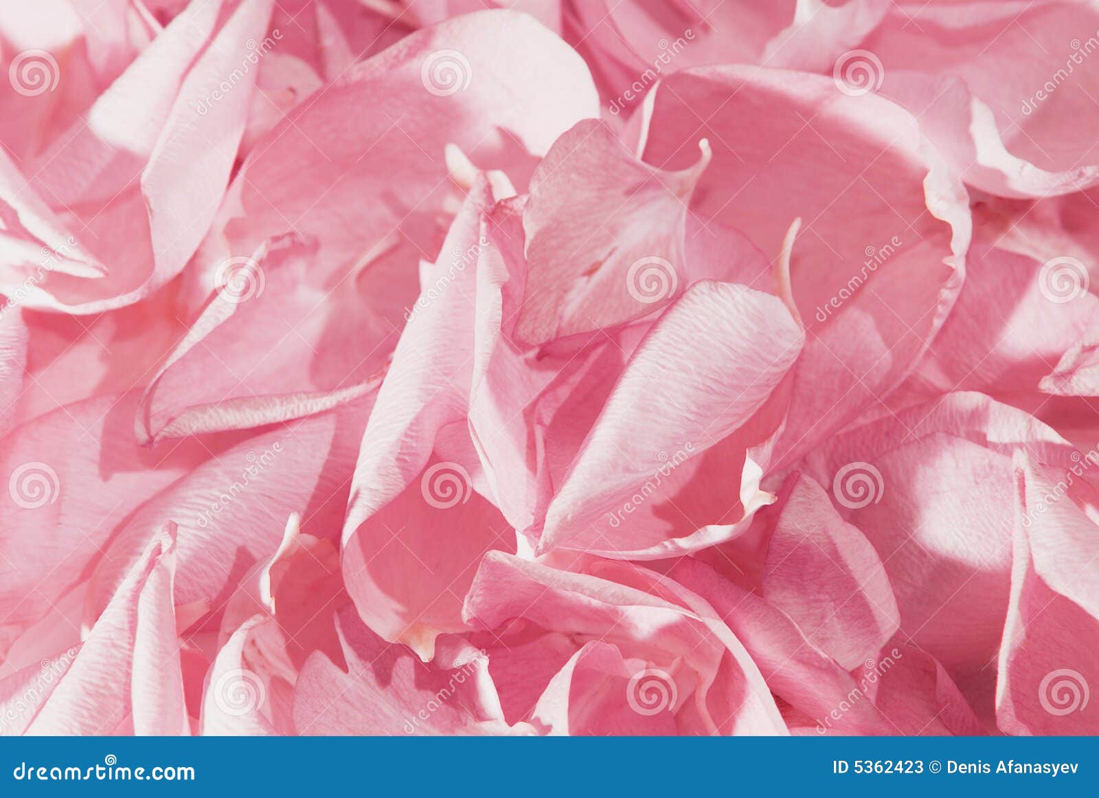 Pink Petals Stock Image | CartoonDealer.com #19303381