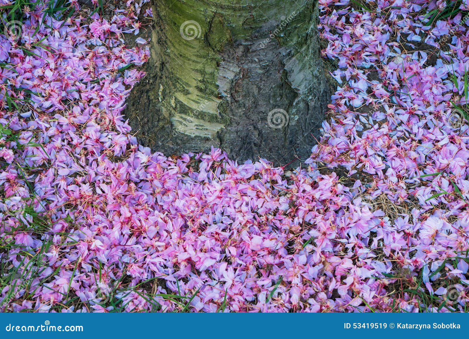Pink petals stock image. Image of trunk, petals, springtime - 53419519