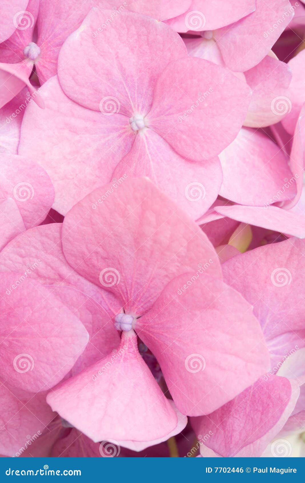 Pink petals background stock photo. Image of detail, close - 7702446