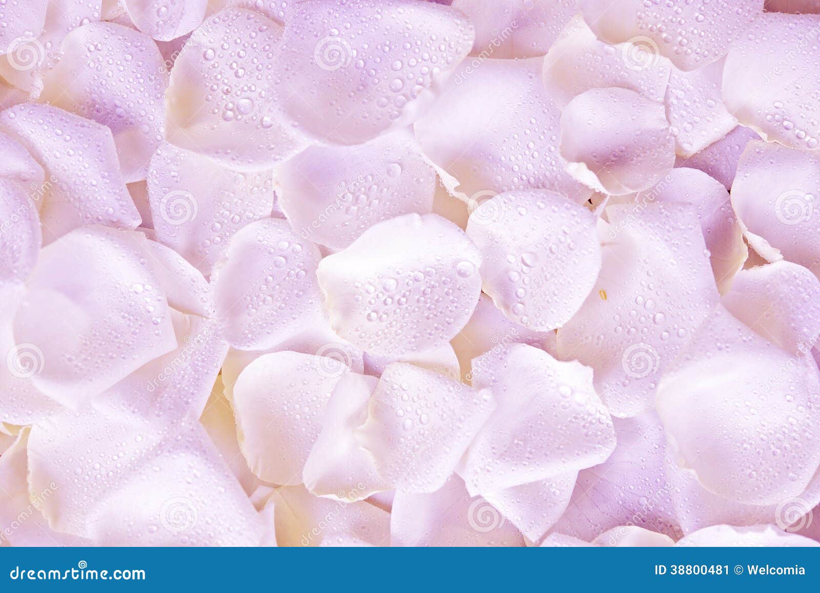 Pink Petals Background stock image. Image of rose, specie - 38800481