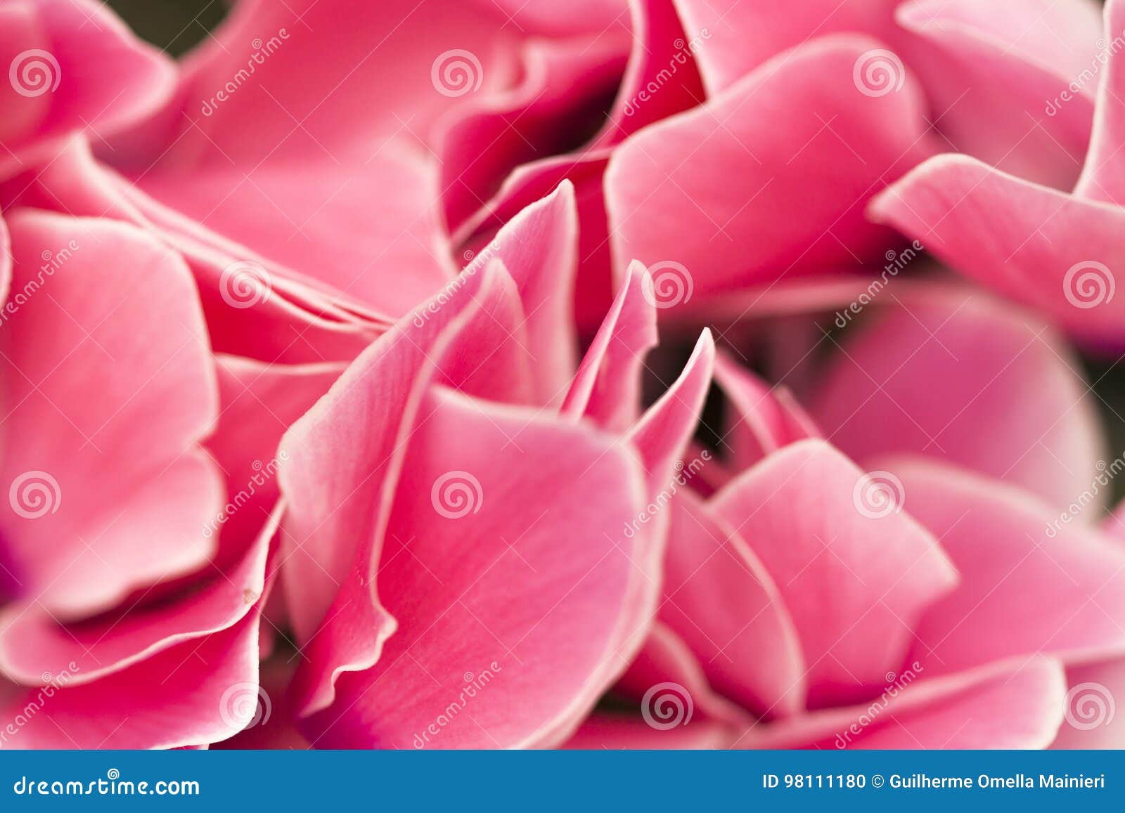 Pink Petals Background Texture in Close Up Detail Stock Photo - Image ...