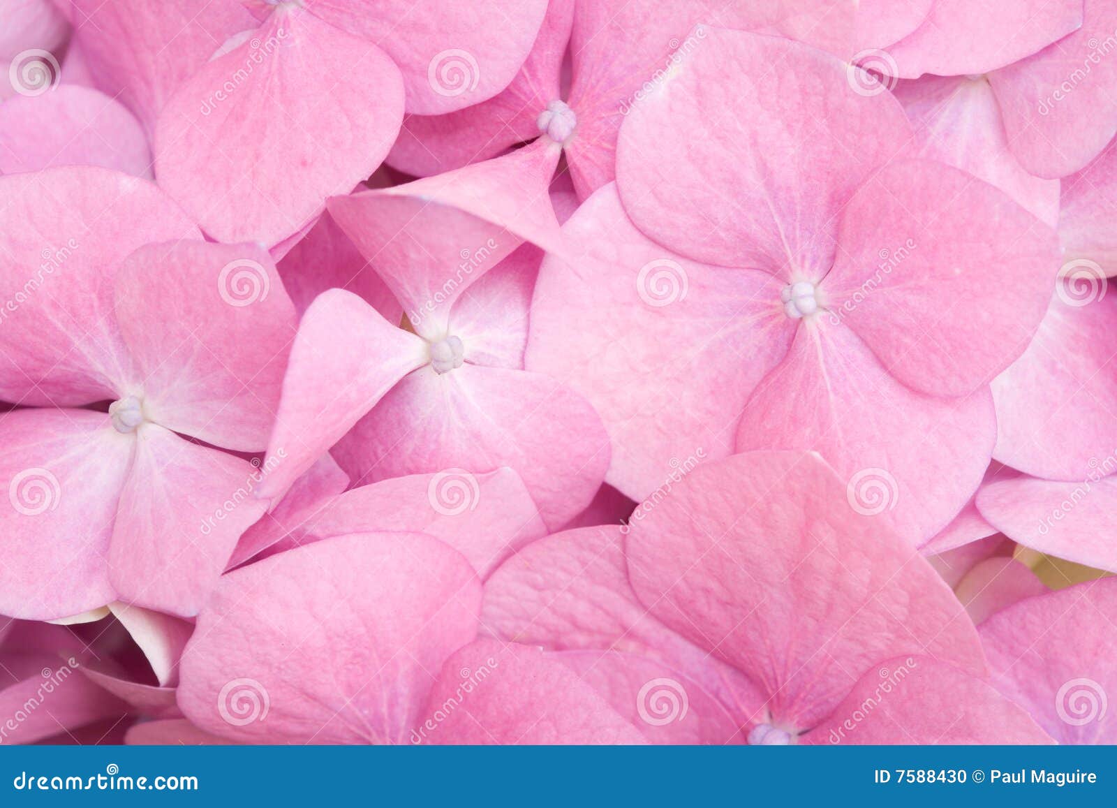 Pink petals detail stock photo. Image of color, flowering - 7588430