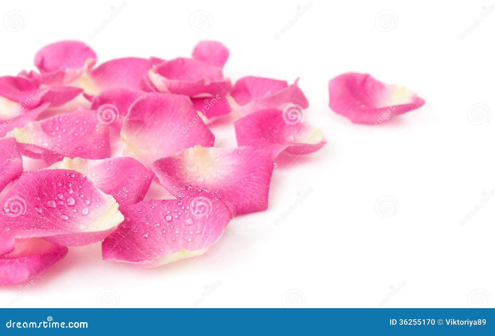 Pink petals stock photo. Image of closeup, macro, petal - 36255170