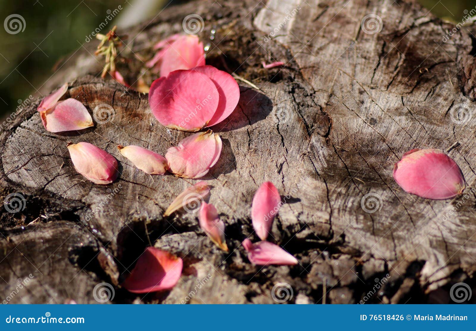 Pink Petals in a Trunk of a Tree Stock Photo - Image of represent ...