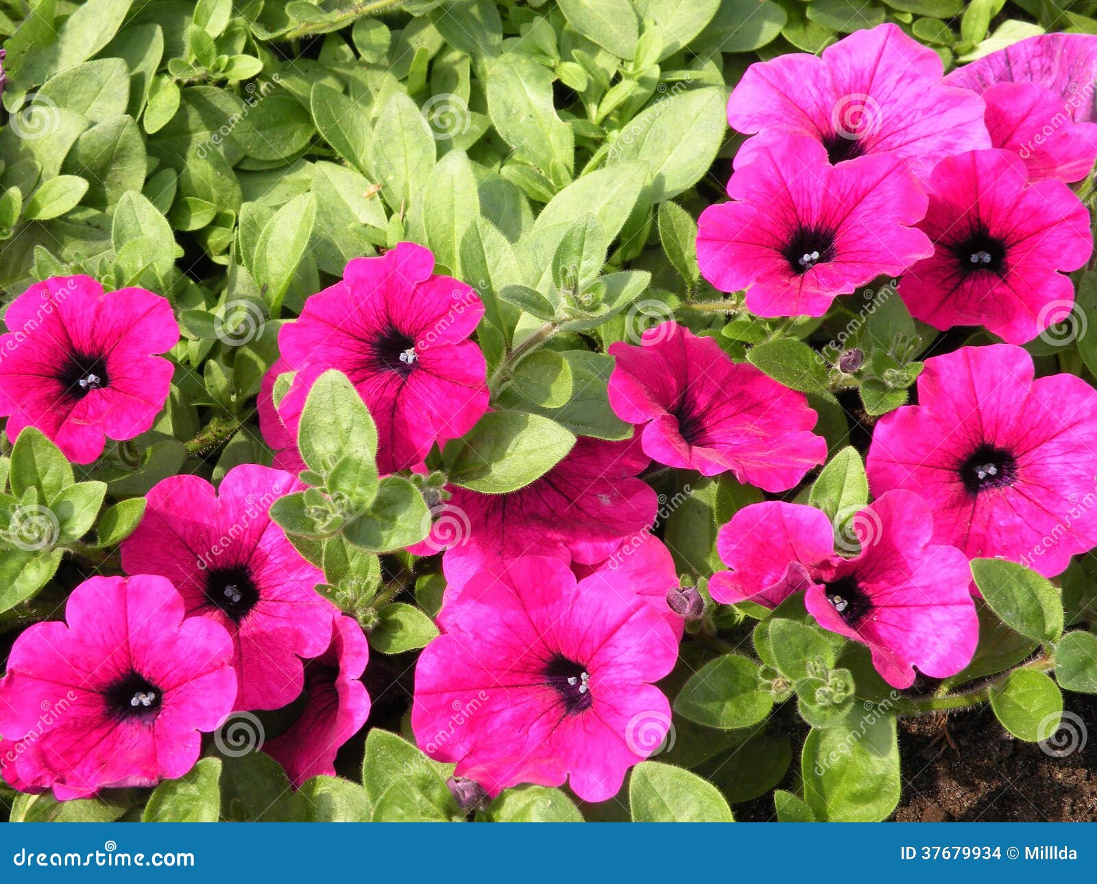 Pink petunia stock photo. Image of summer, leaf, petunia - 37679934