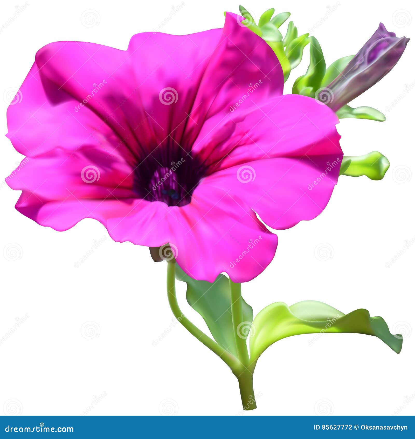 Pink petunia flower stock vector. Illustration of season - 85627772