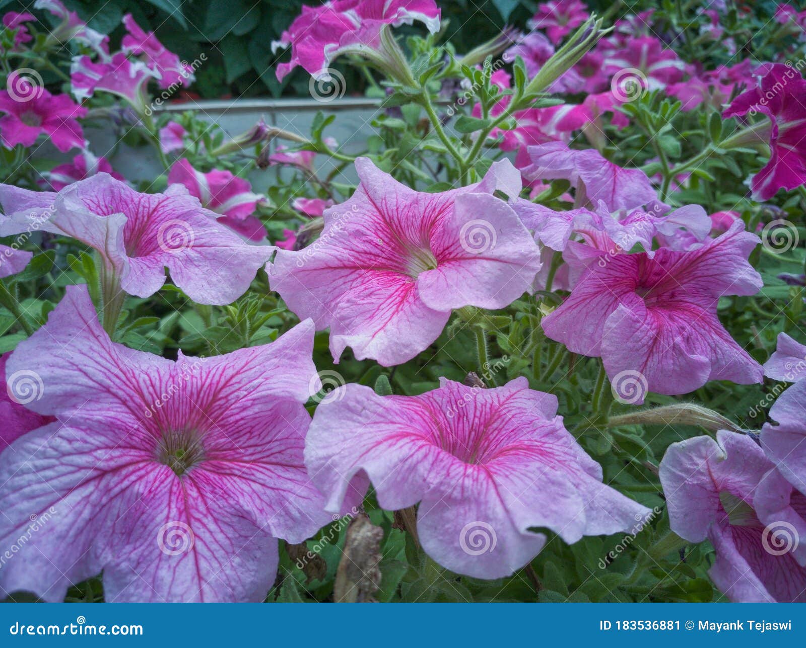 Pink Petunia Flower Plants with Multiple Flowers Stock Image - Image of ...