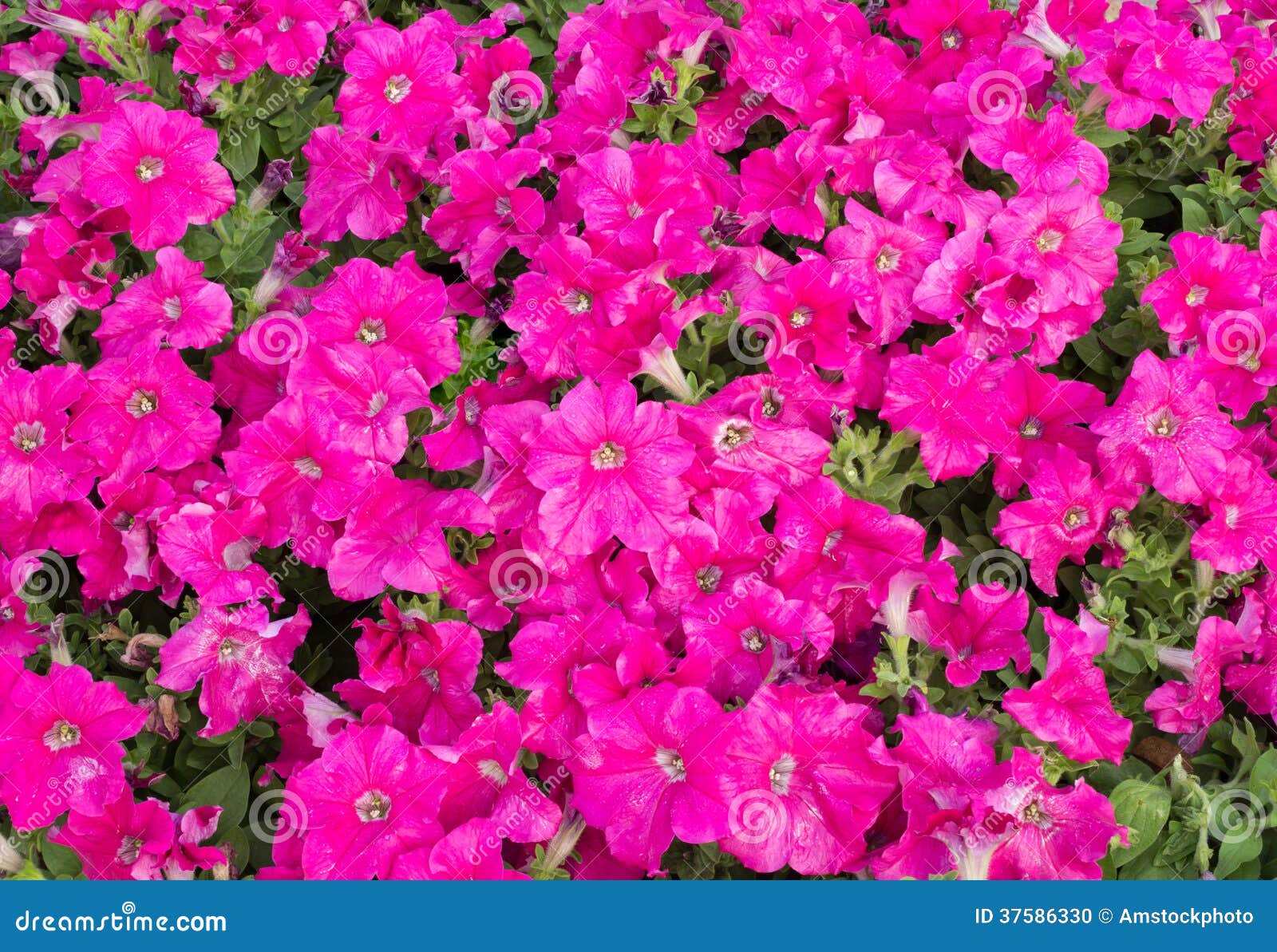 Pink petunia flowers stock photo. Image of petunia, nature - 37586330