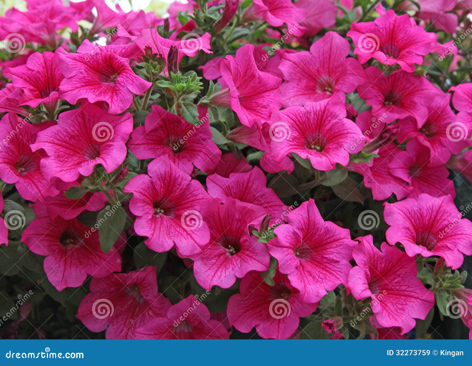 Pink petunia flowers stock image. Image of flower, pollen - 32273759