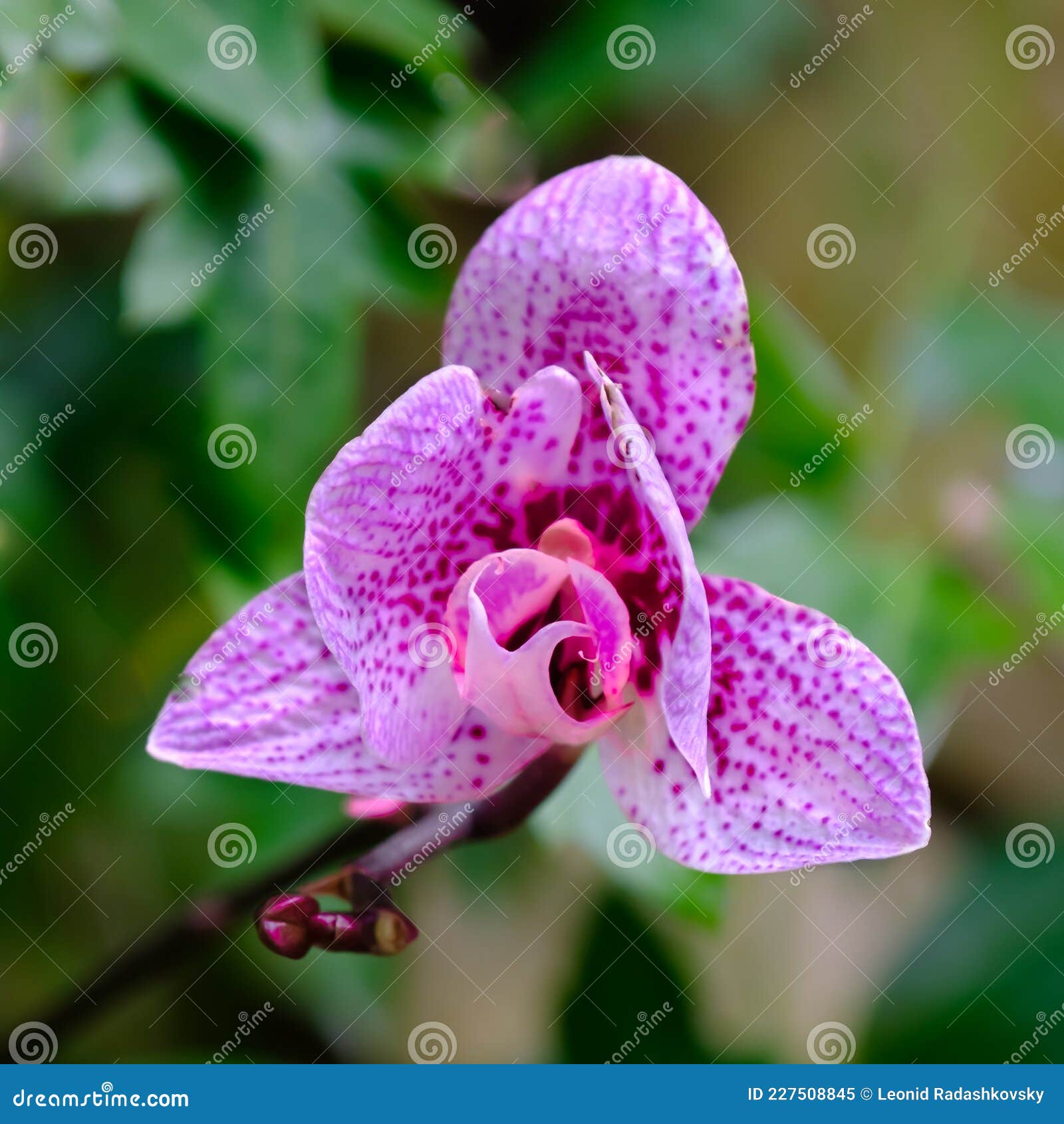 Pink Phalaenopsis Or Moth Dendrobium Orchid Flower Stock Image Image